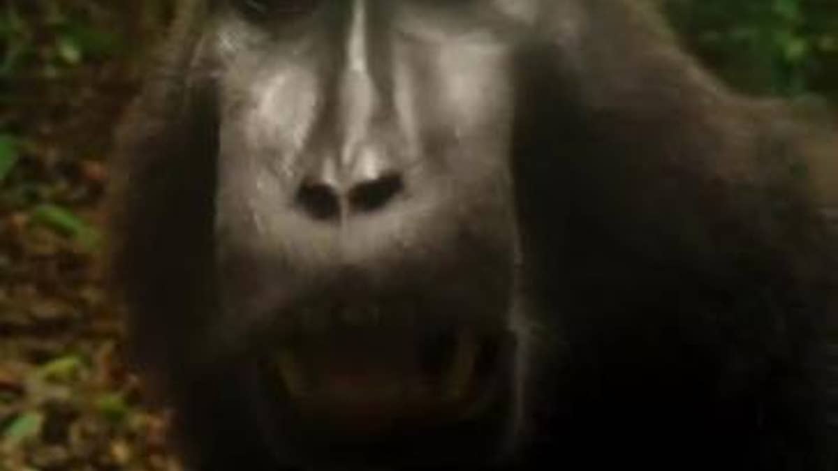 Watch this endangered monkey 'chat' with a camera | Fox News