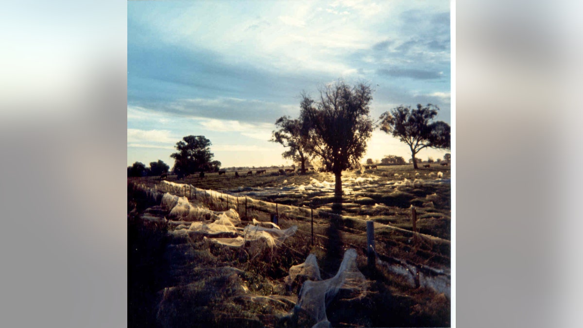 Baby spiders fall from the sky, cover the ground with 'angel hair' in ...
