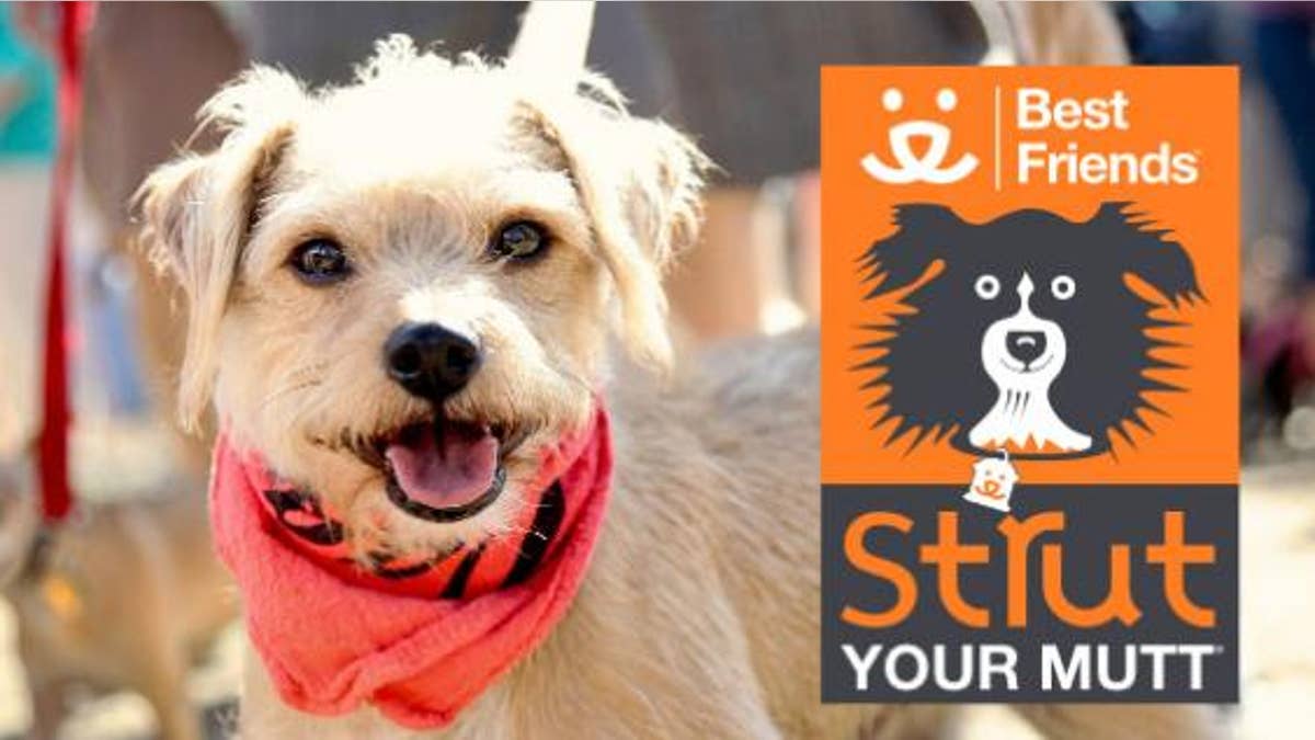 Strut Your Mutt! | Fox News
