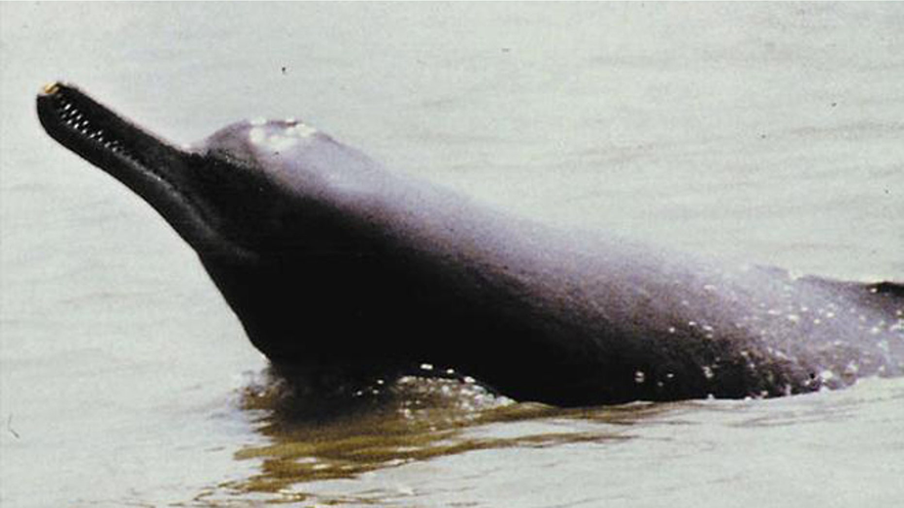 Ancient River Dolphin Fossils Discovered In Peruvian Desert Belong To ...