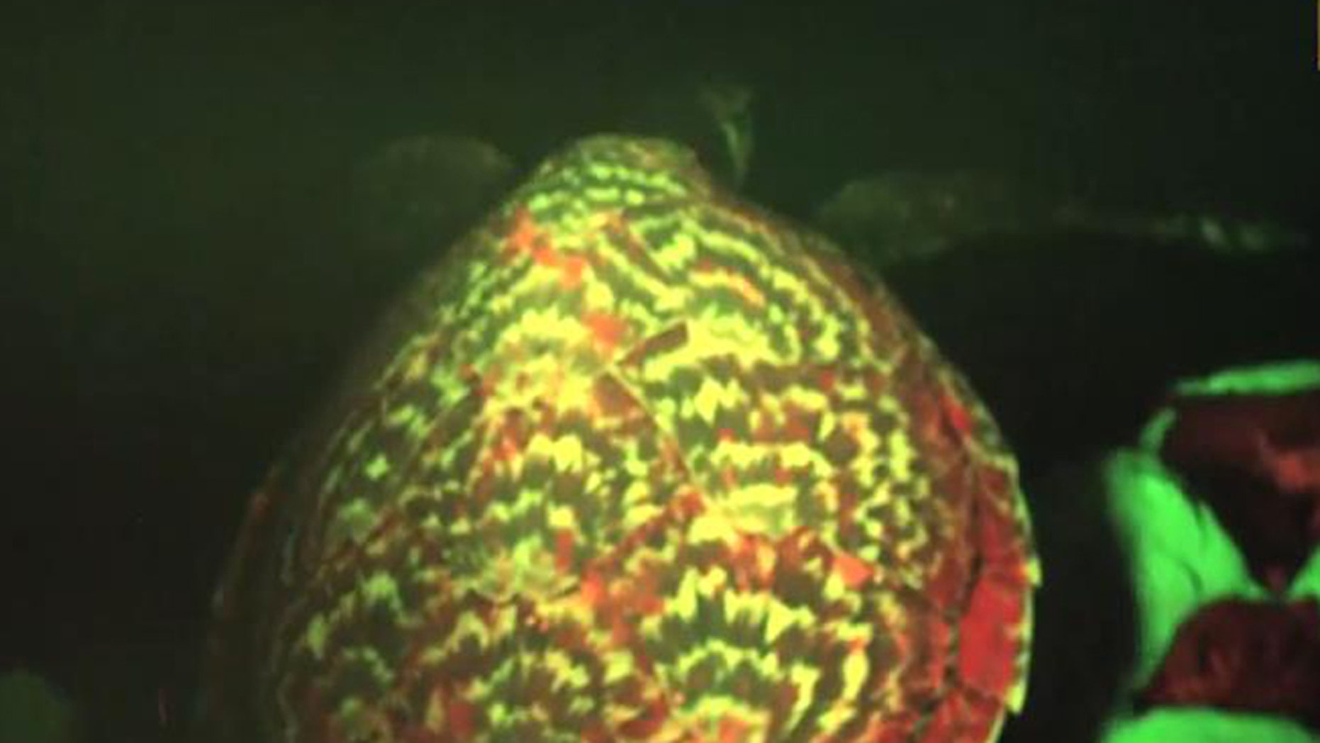 Scientists discover 'glowing' sea turtle | Fox News