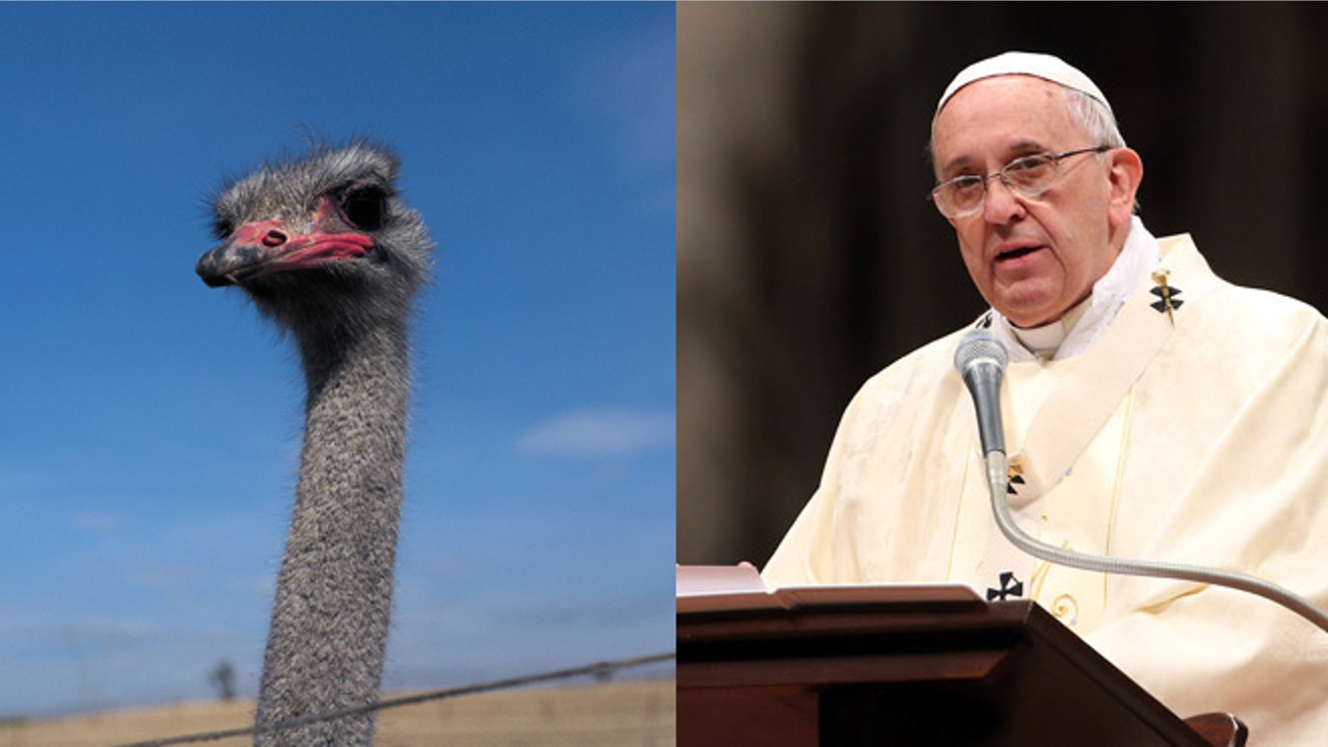 Vatican's 'pope farm' to open to public next year after success of ...