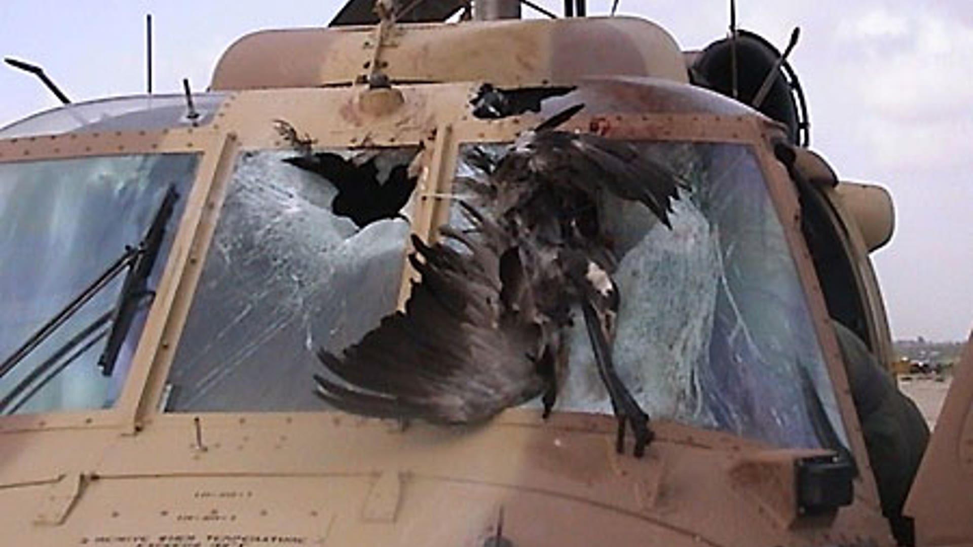 Bird Strike Damage | Fox News