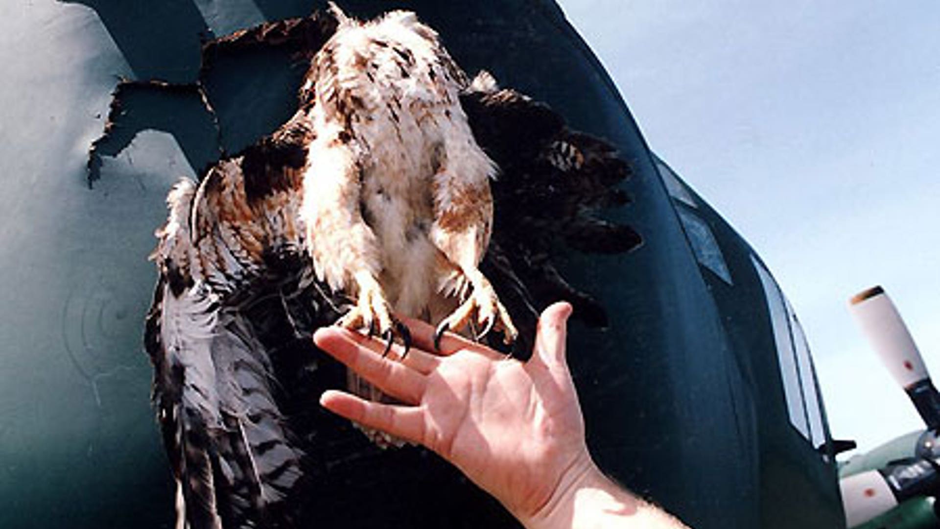 Bird Strike Damage | Fox News