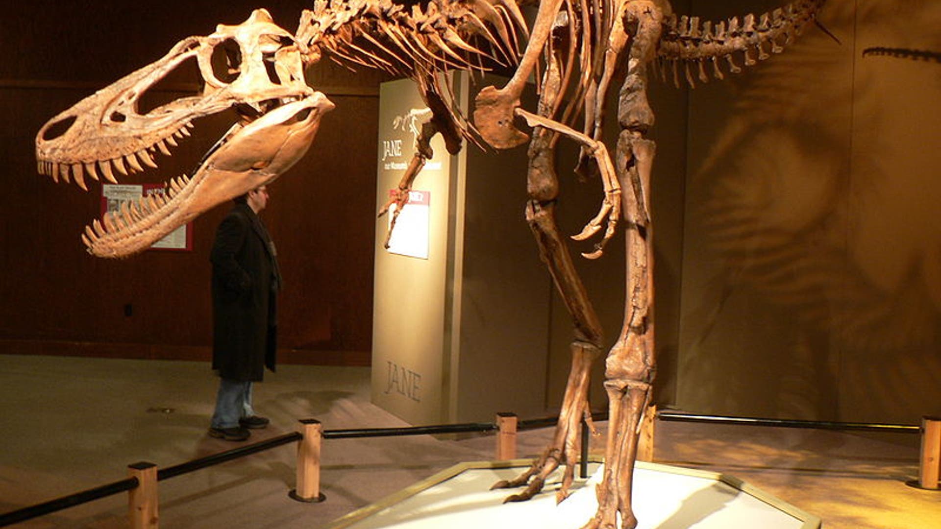 T.rex: King of the Lizards | Fox News