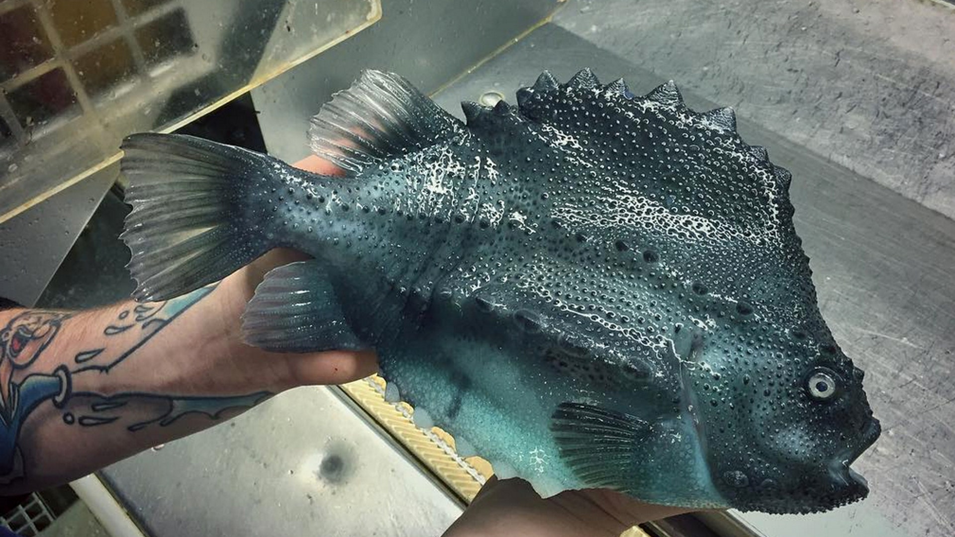 Freaky Fish: Fisherman captures underwater oddities found off Russia's ...