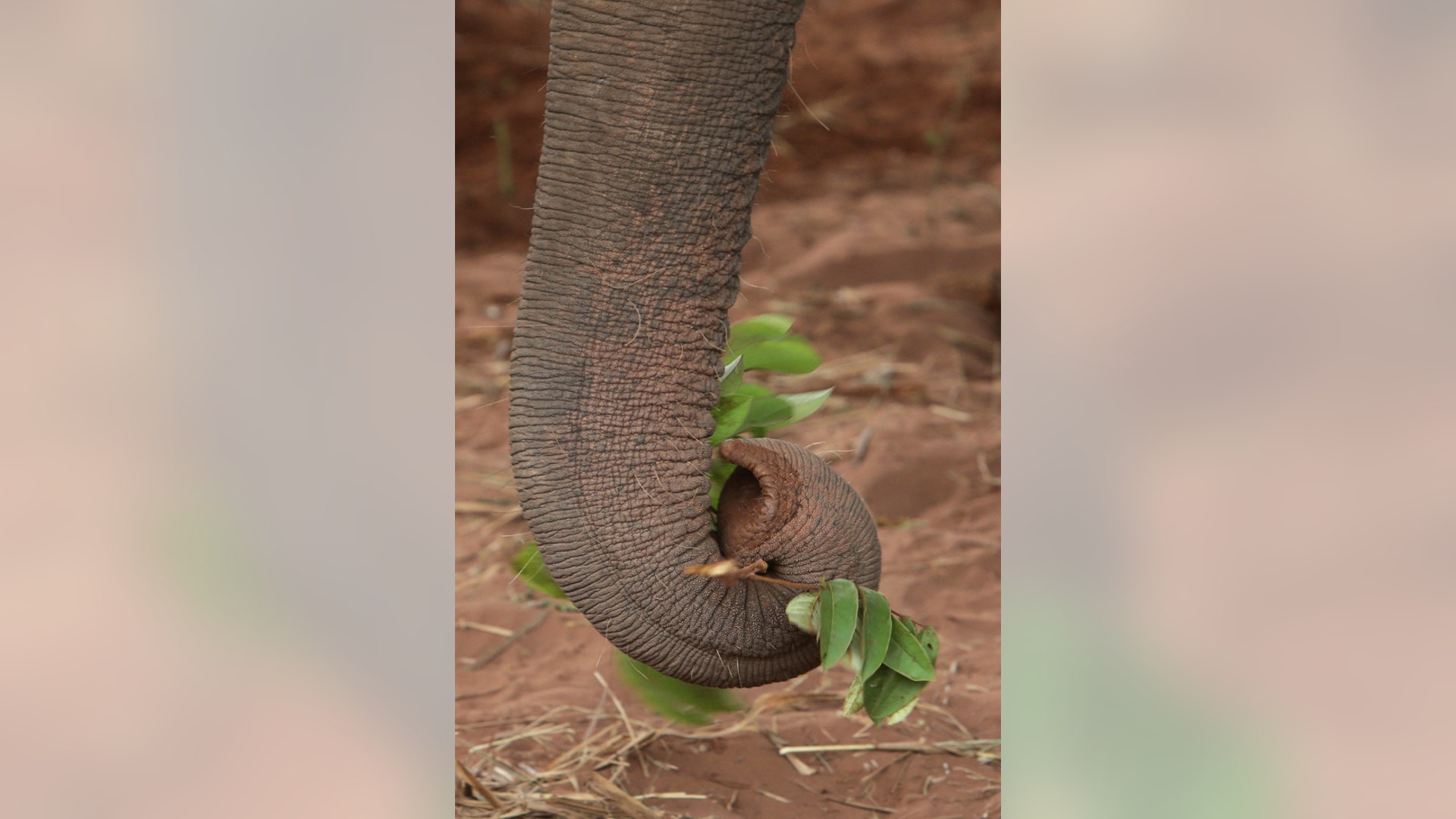 Latin America's first elephant refuge opens in Brazil | Fox News