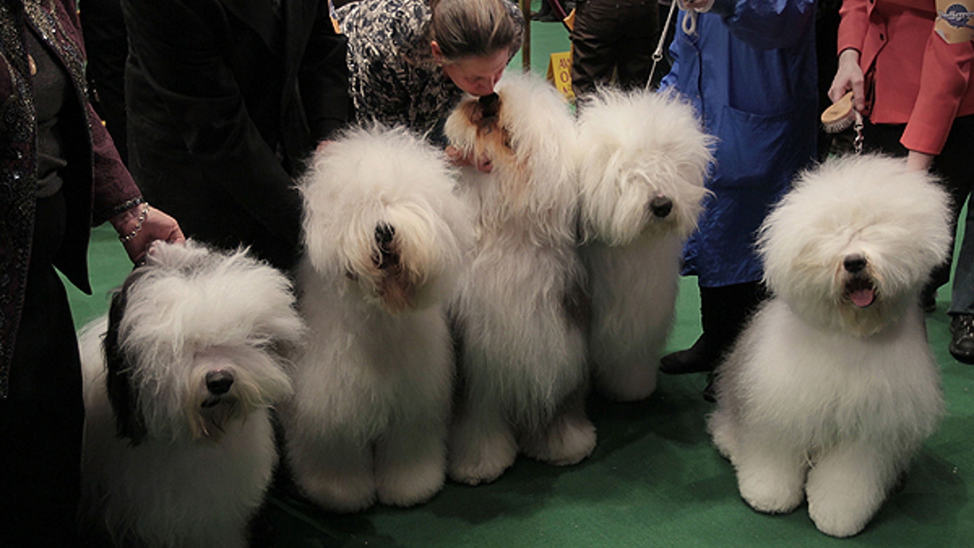 Westminster Dog Show: Meet the Competition | Fox News
