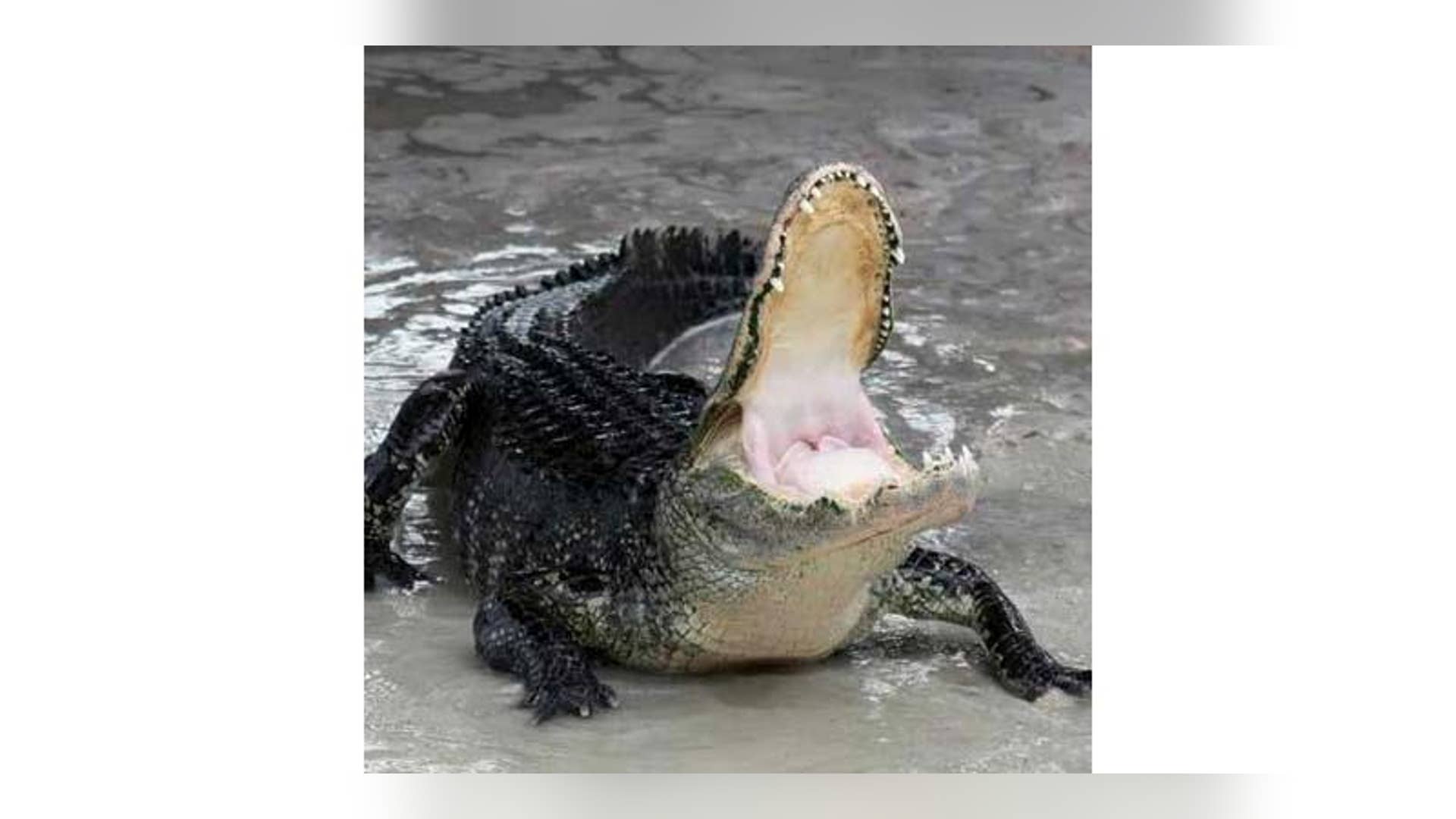 5 Deadliest Wildlife Home Invaders | Fox News