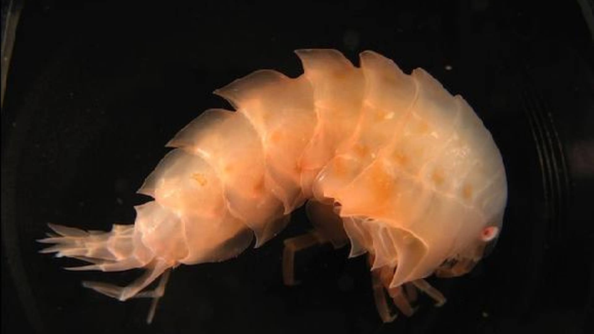 Deep-Sea Oddities From the Census of Marine Life | Fox News