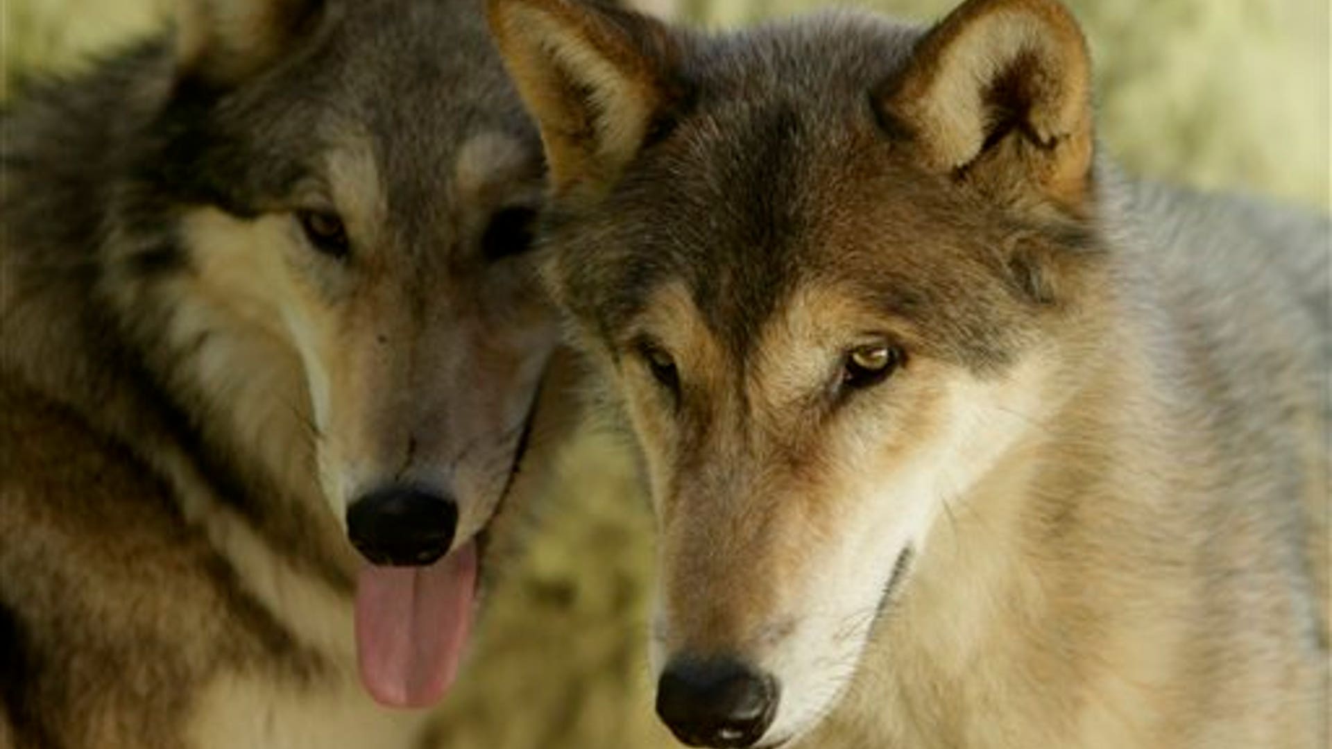 Exotic Narco Pets Hit Zoos After Cartel Kingpin Owners Hit The Slammer ...