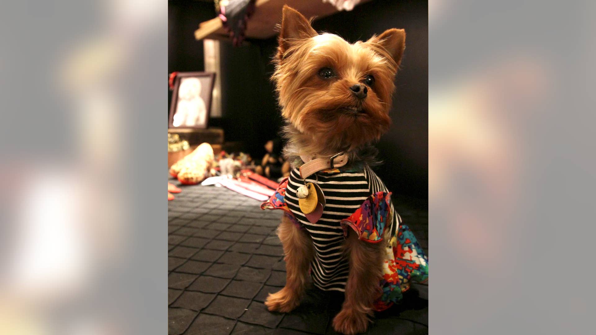 2011 Westminster Dog Show: Meet the Competition | Fox News