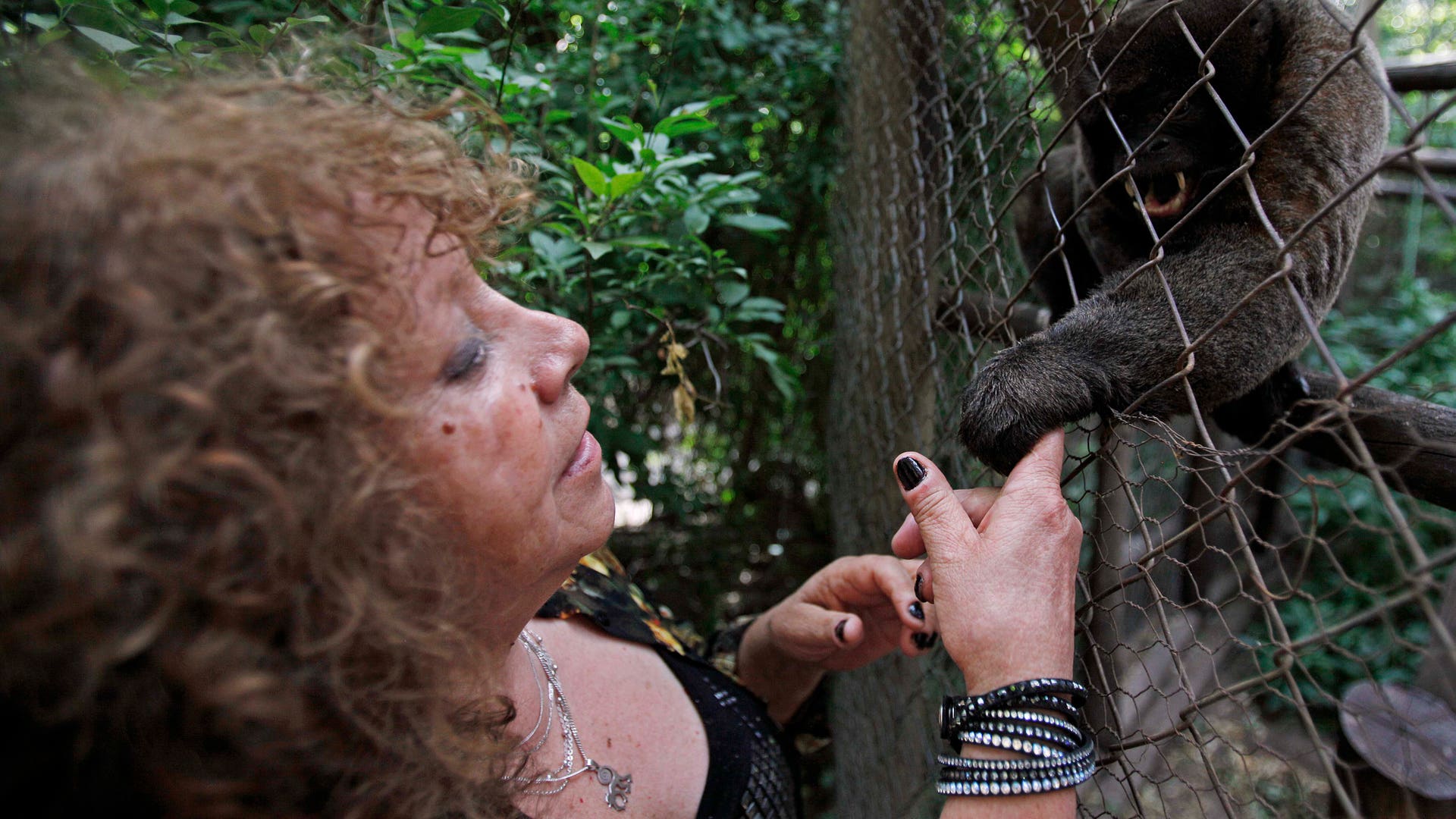 Smuggled monkeys find a refuge in Chile | Fox News