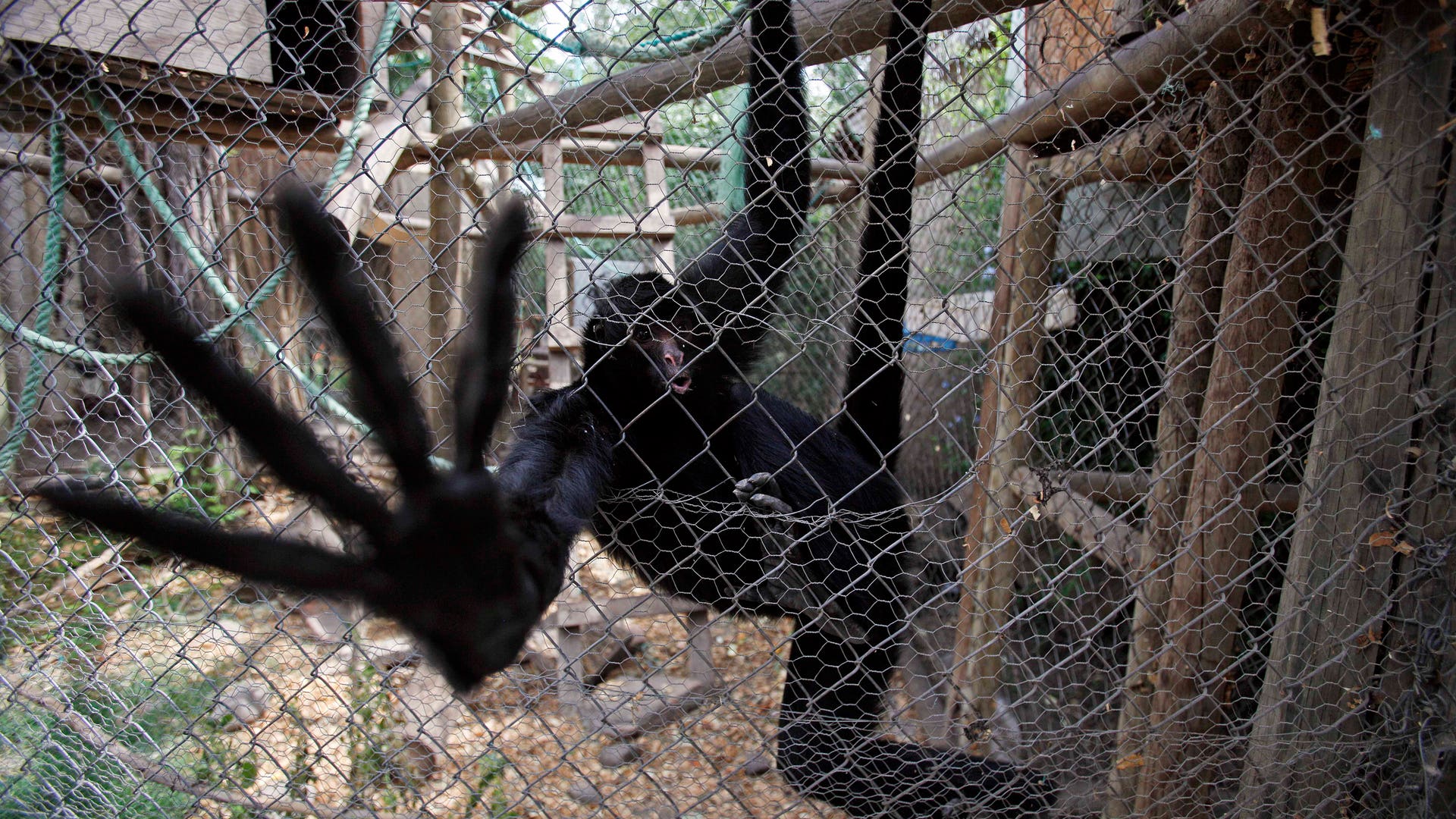 Smuggled monkeys find a refuge in Chile | Fox News