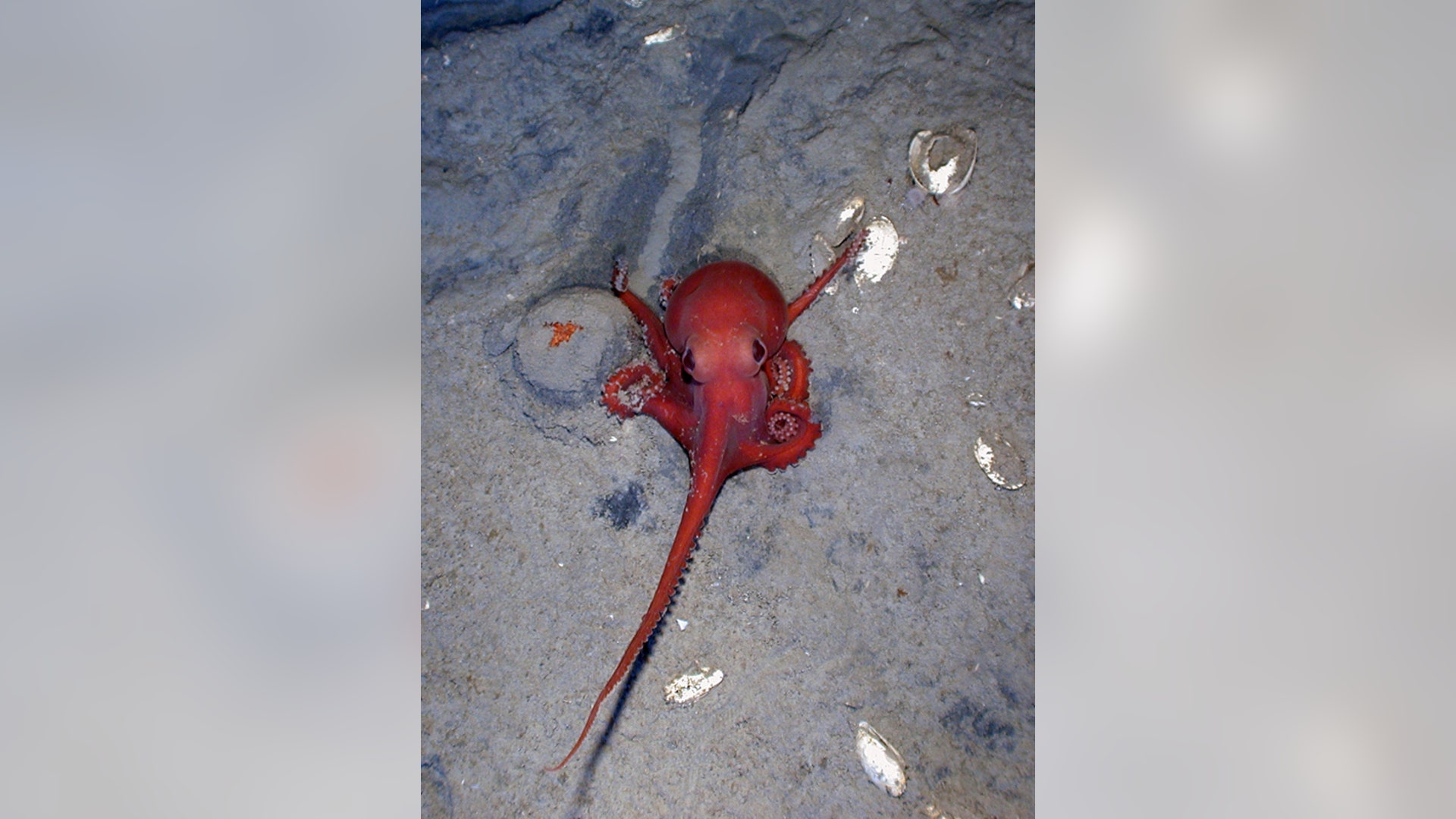 Deep-Sea Oddities From the Census of Marine Life | Fox News