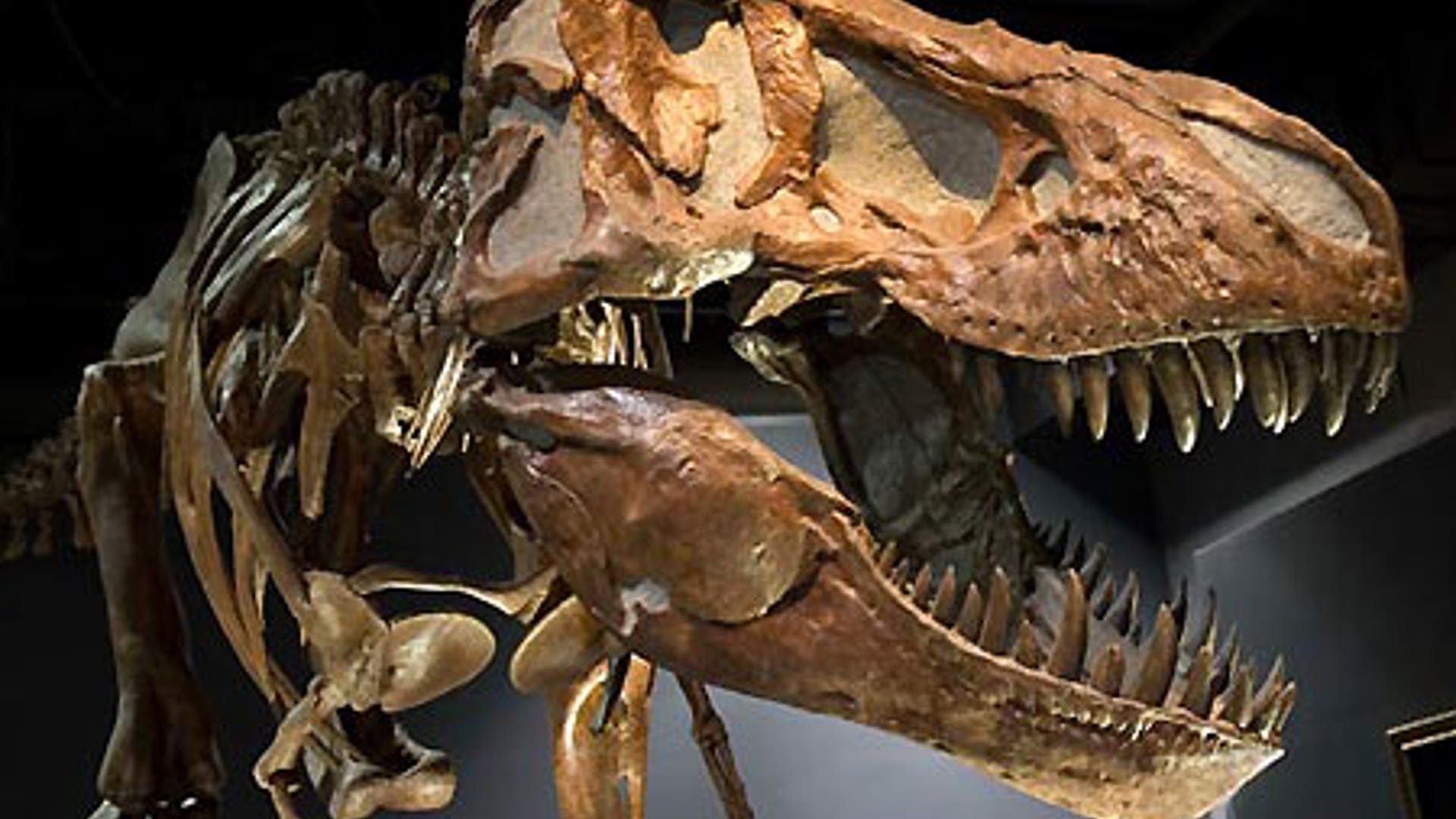 T.rex: King of the Lizards | Fox News