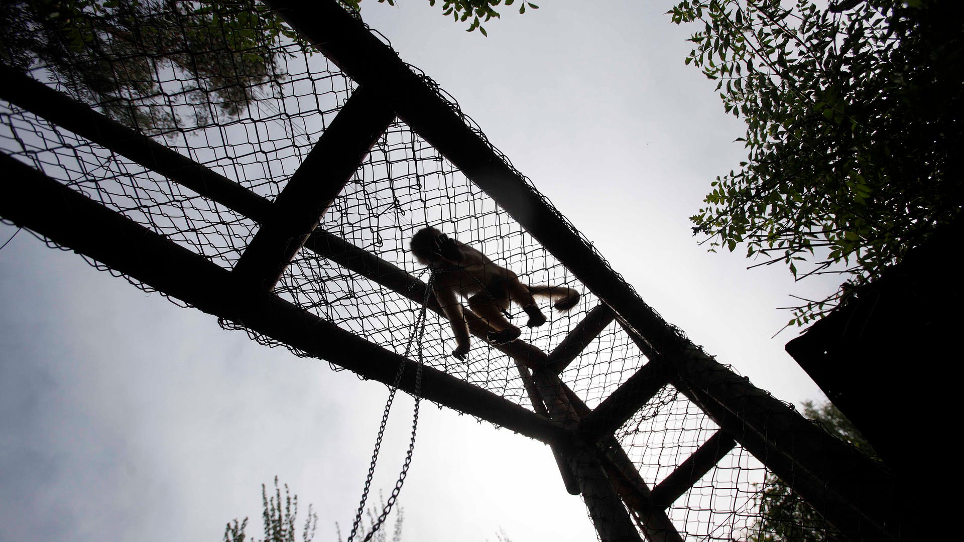Smuggled monkeys find a refuge in Chile | Fox News