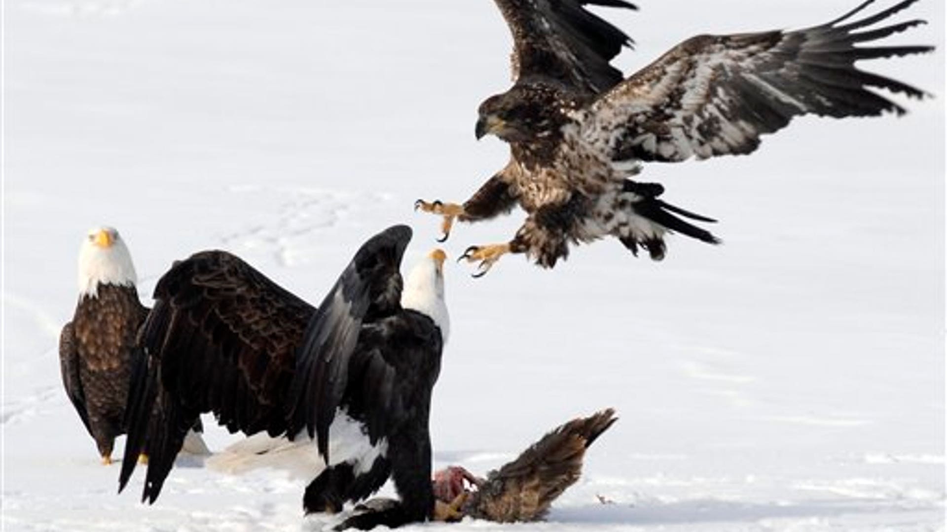 Watching Wild Nature | Fox News