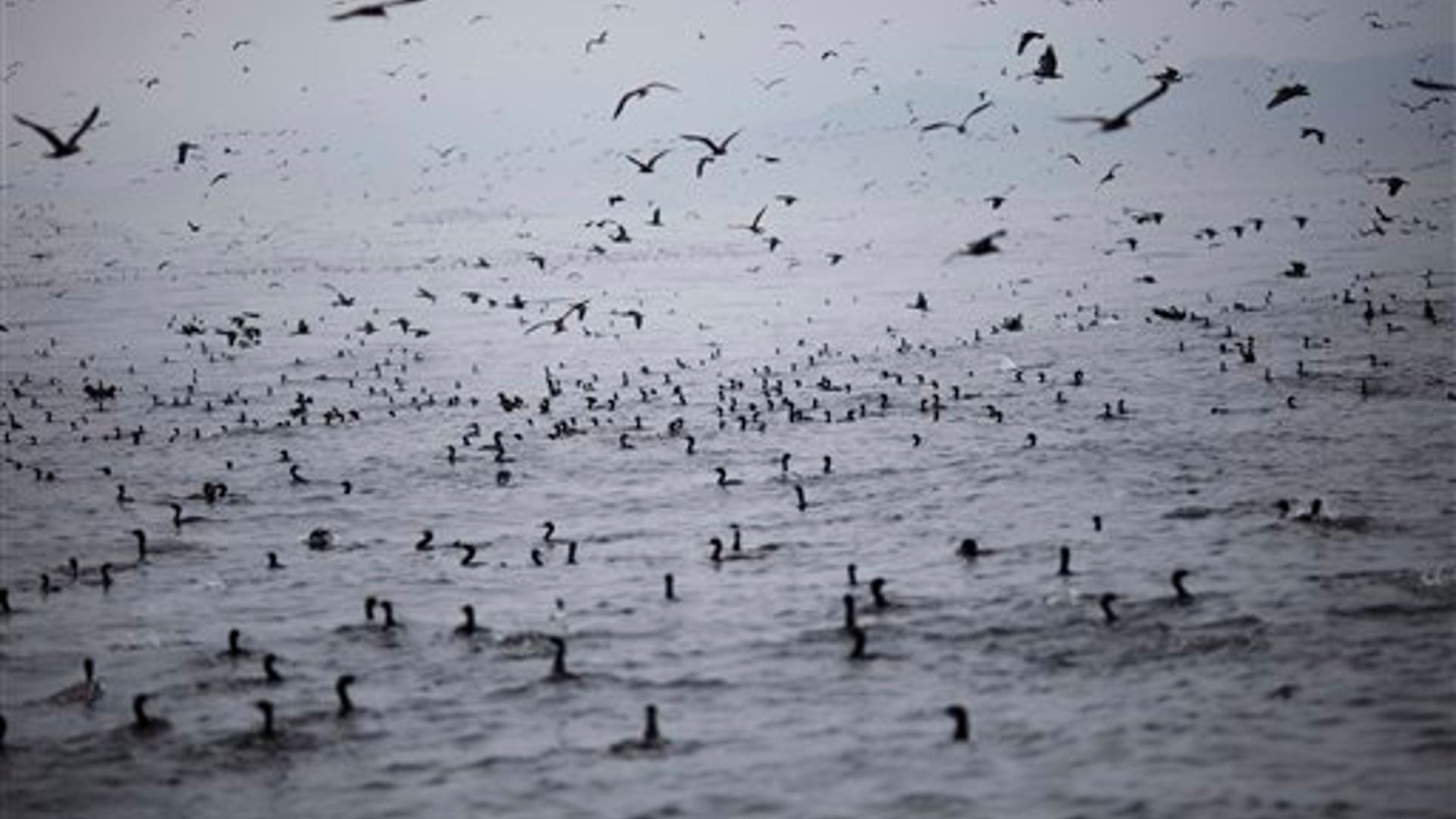 Peru’s Fishermen Fear Losing Livelihood | Fox News