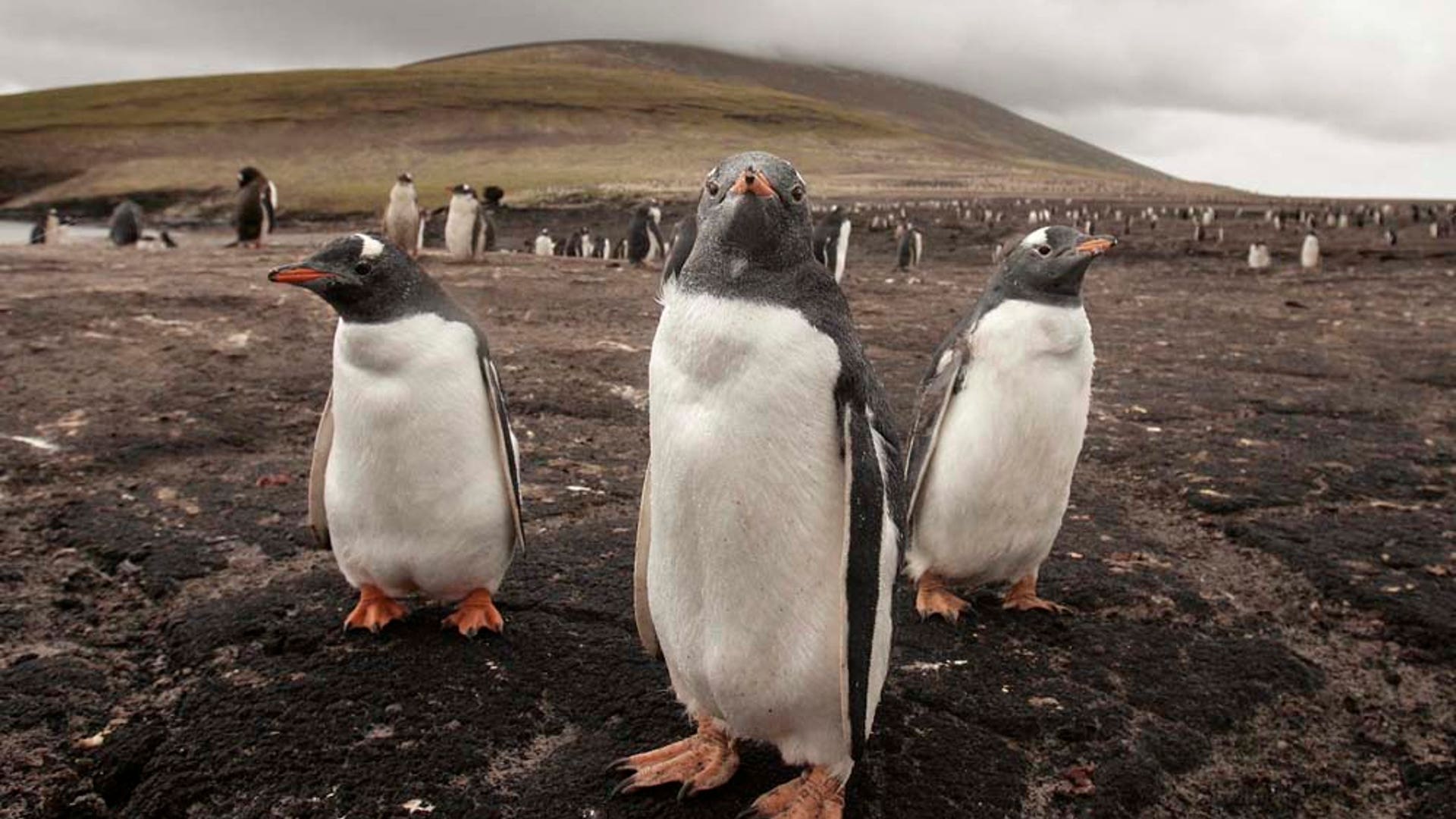 Brazil Sends Beached Penguins to California for Their Health