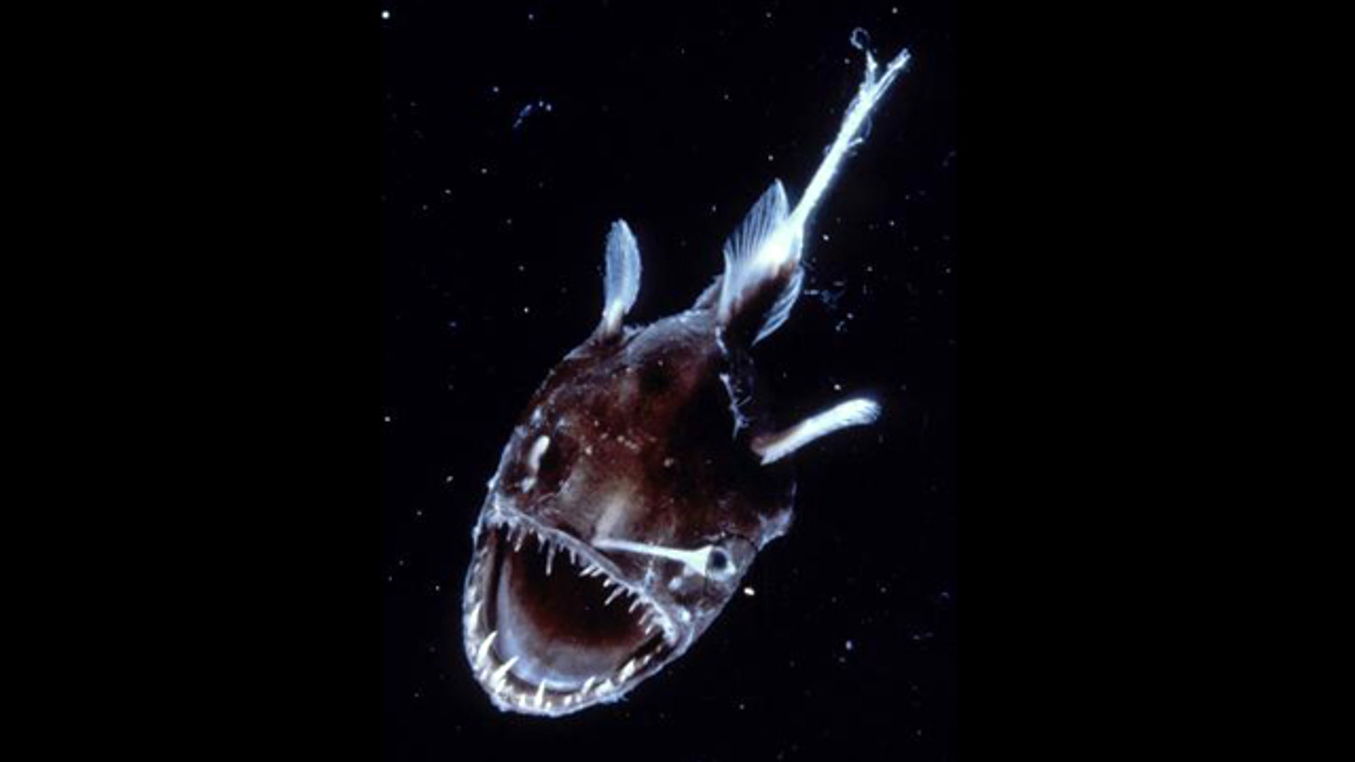 Deep-Sea Oddities From the Census of Marine Life | Fox News