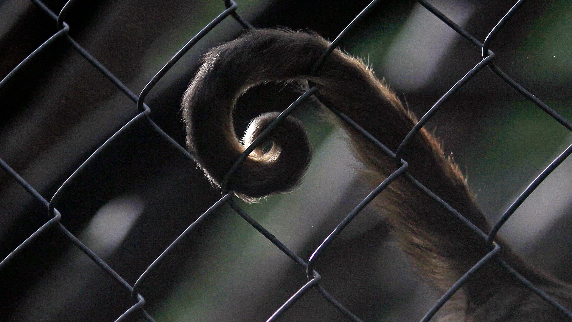 Smuggled monkeys find a refuge in Chile | Fox News