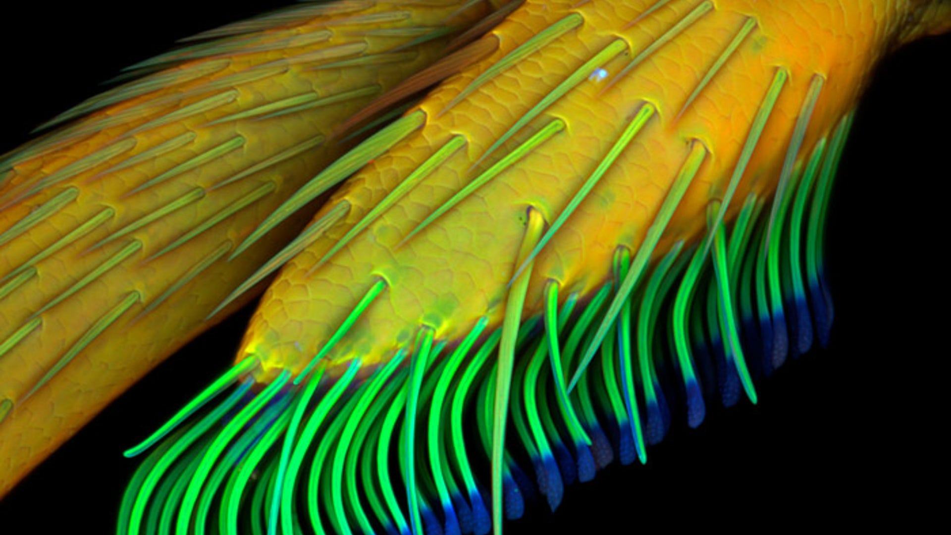 Amazing Mother Nature, as Seen Through the Microscope | Fox News