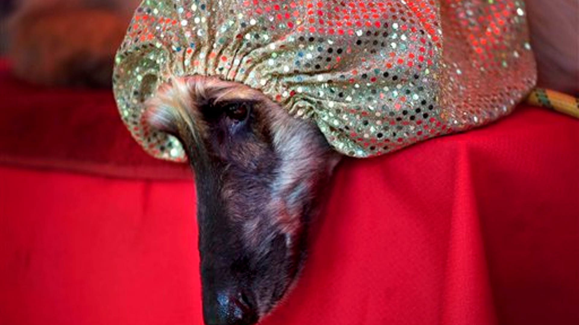 From Shih Tzus to Schnauzers, Dogs Meet in Cuba | Fox News