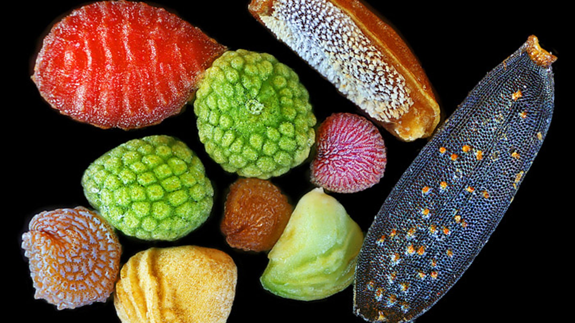 Amazing Mother Nature, as Seen Through the Microscope | Fox News