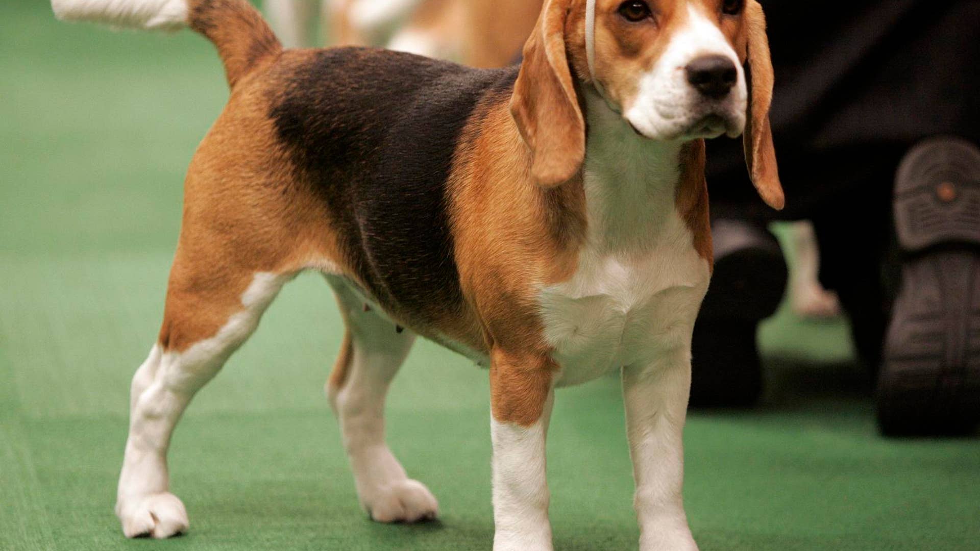 2011 Westminster Dog Show: Meet the Competition | Fox News