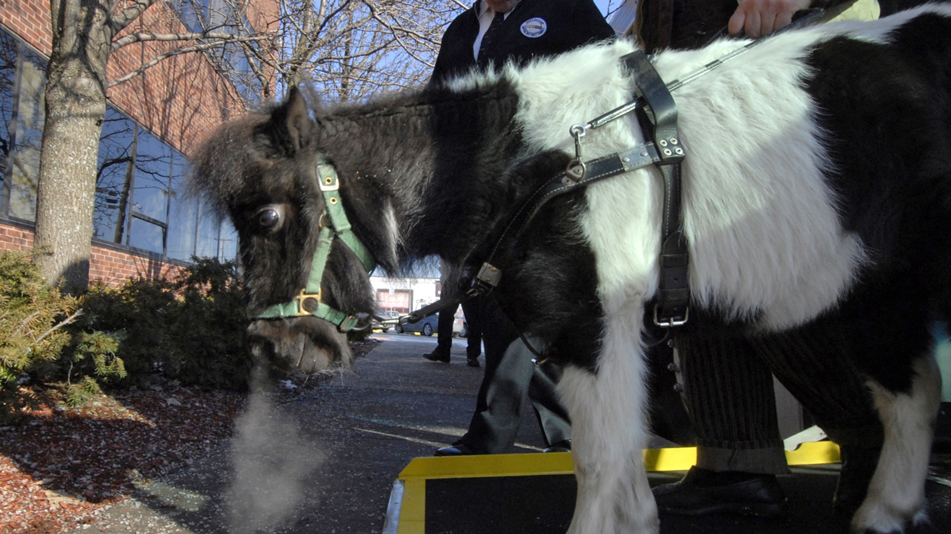 Miniature horses -- pet, livestock or service animal? | Fox News