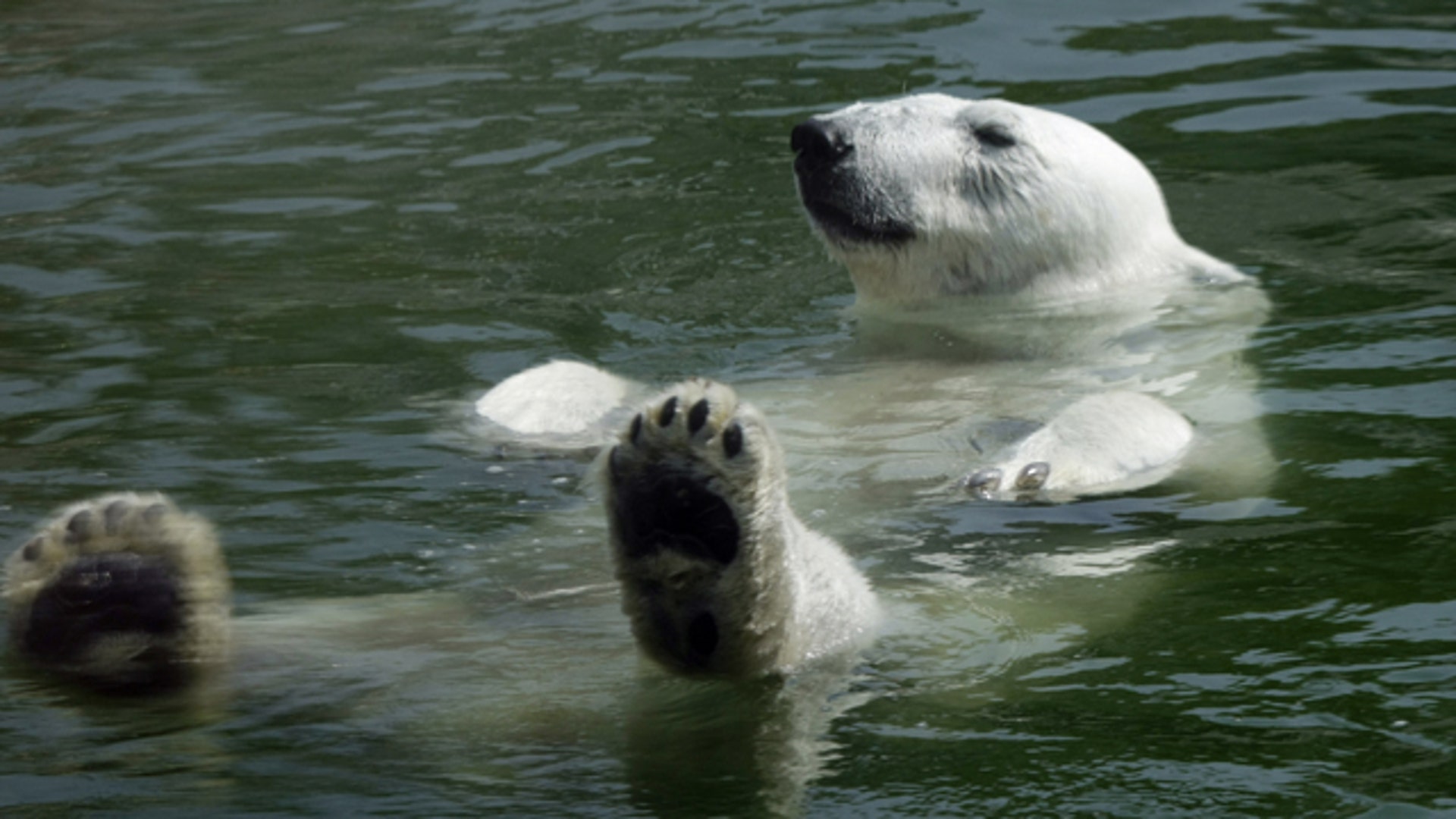 How Animals Beat the Heat | Fox News