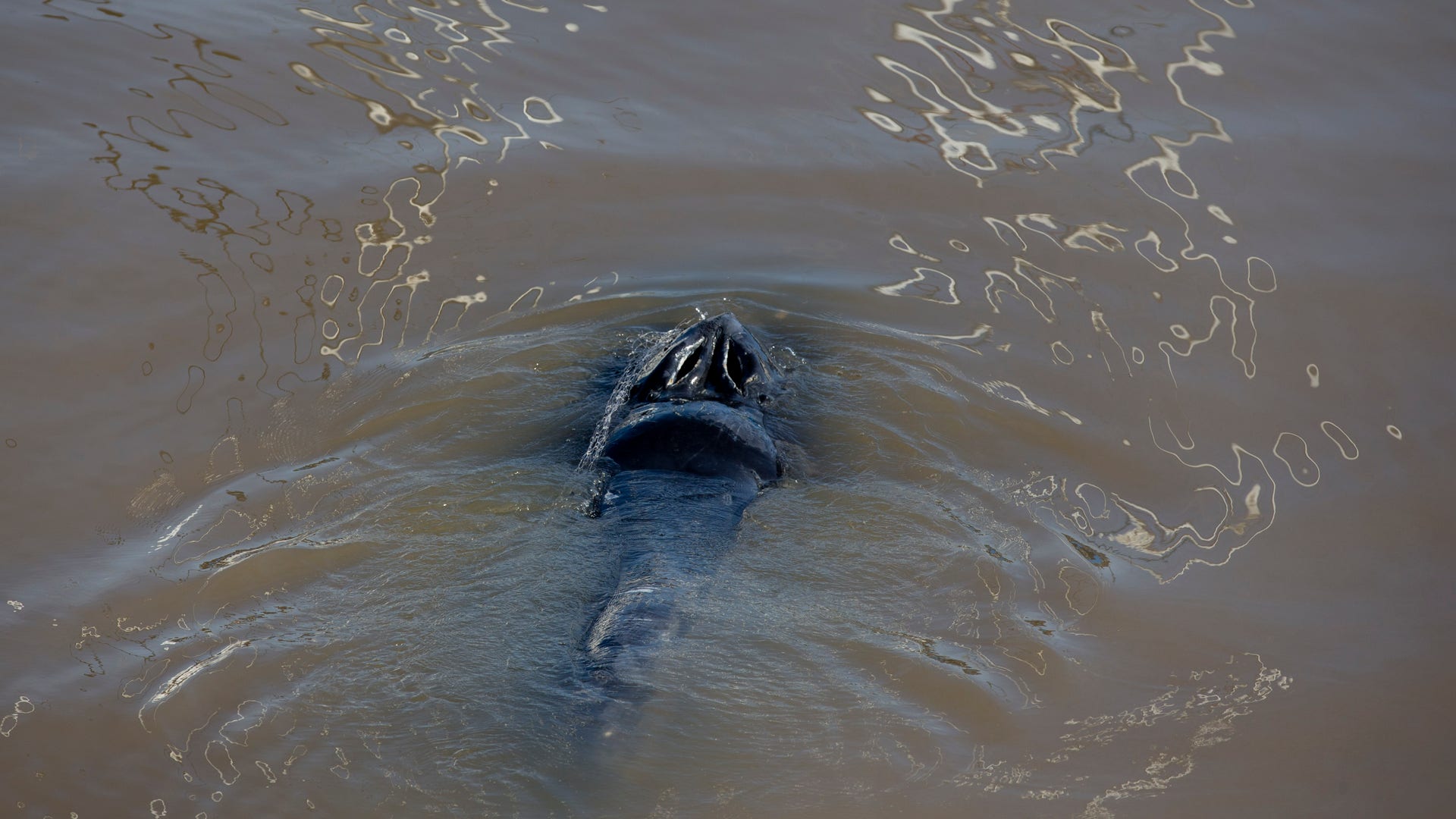 Whale appears alongside yachts in affluent Buenos Aires neighborhood