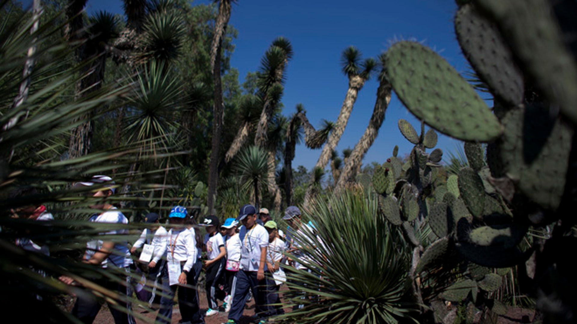 1/3 of cactus population facing extinction | Fox News