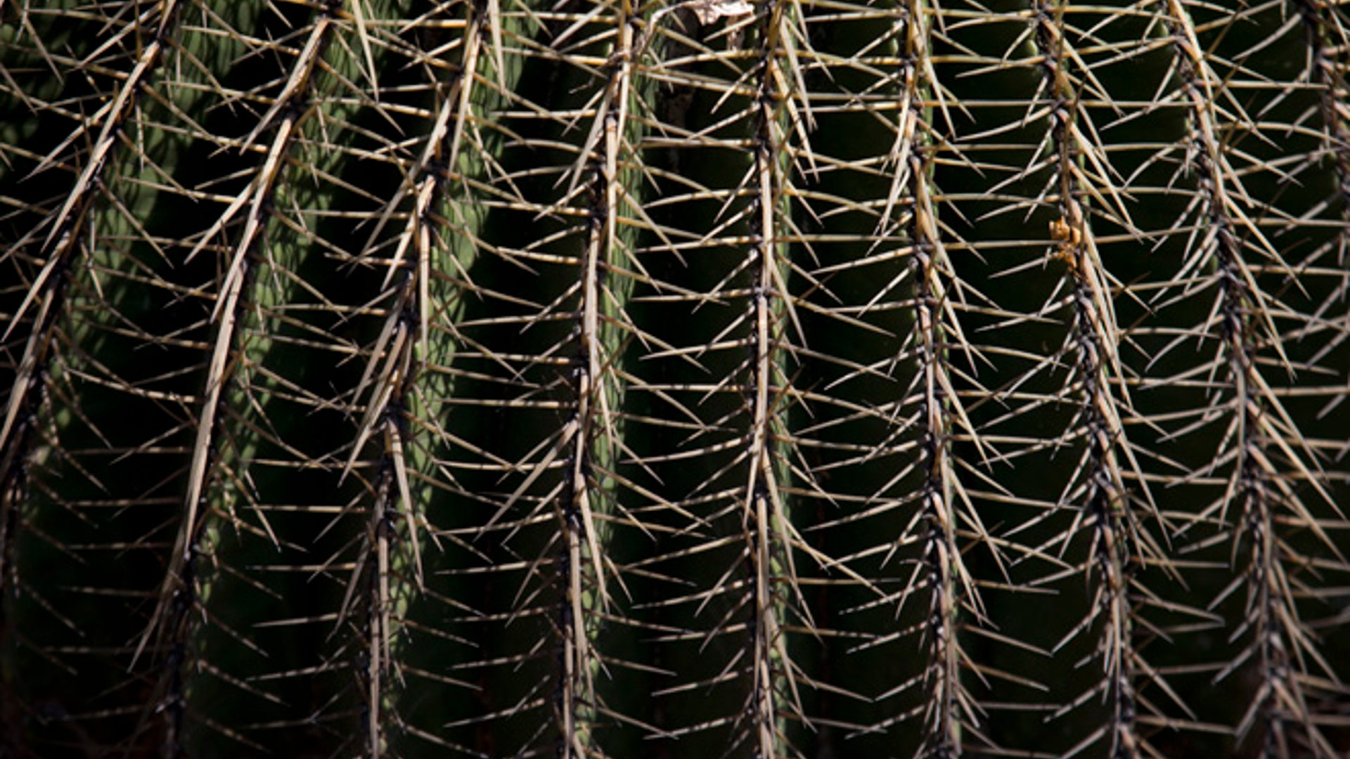 1/3 of cactus population facing extinction | Fox News
