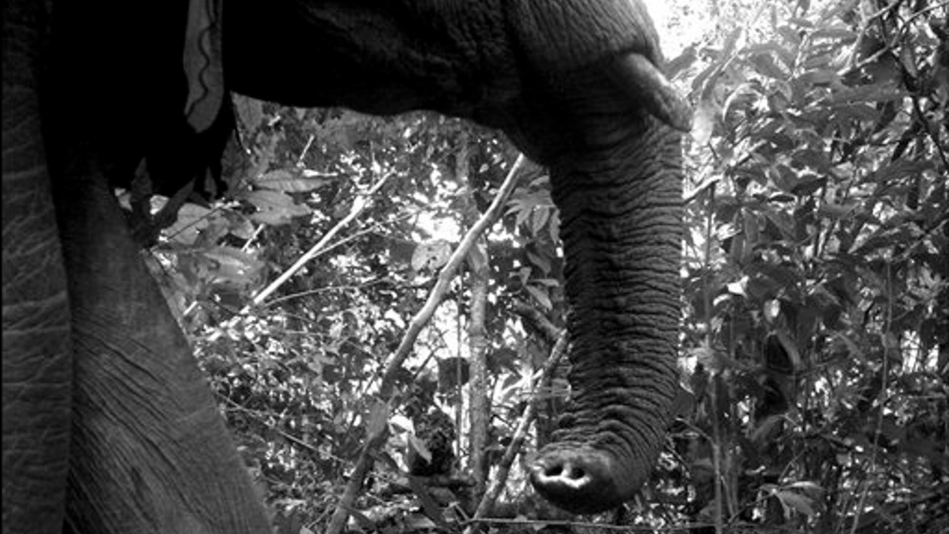 Candid Cameras Capture Life in the Jungle | Fox News