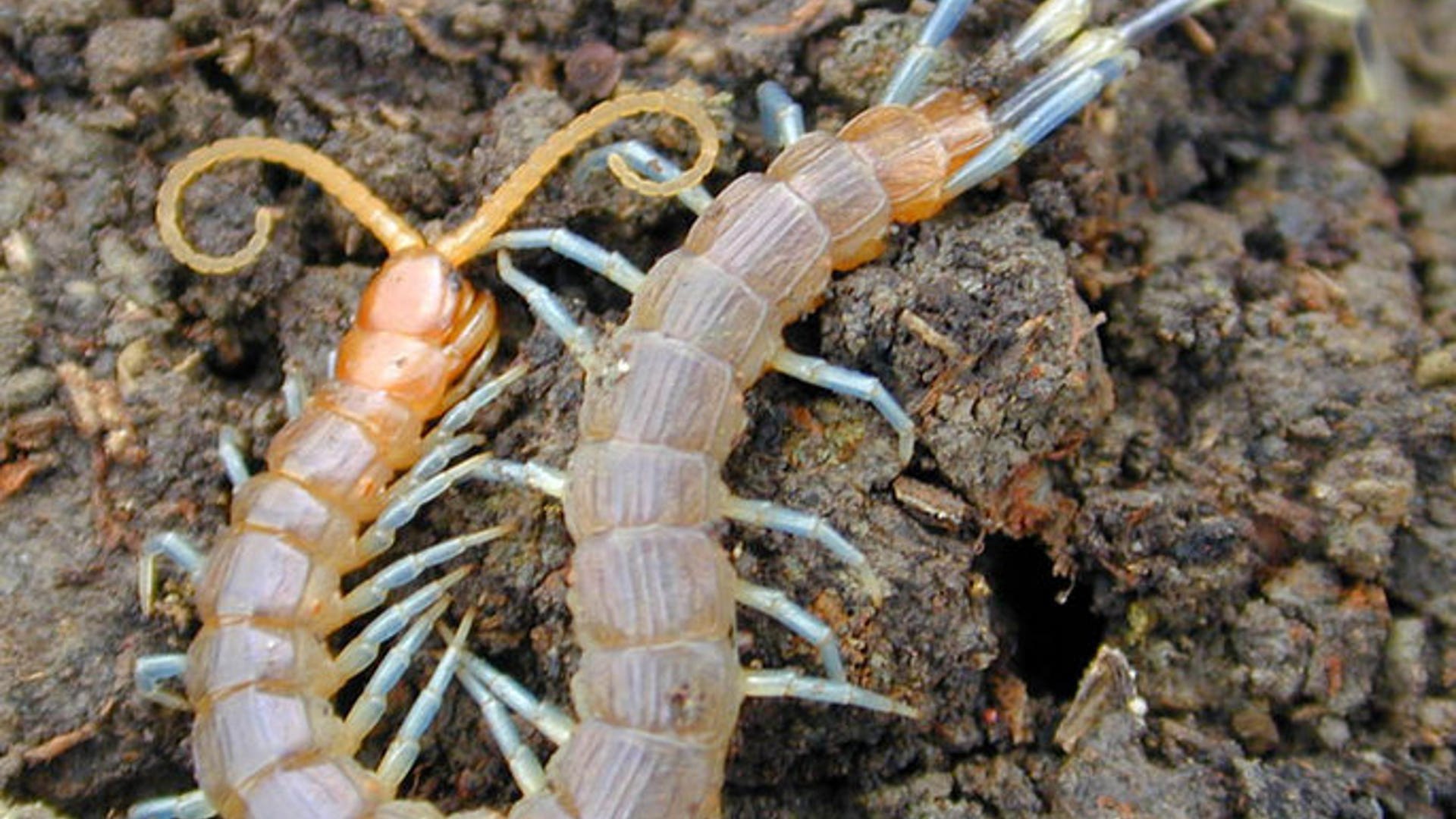 Things That Sting (and Bite!) | Fox News