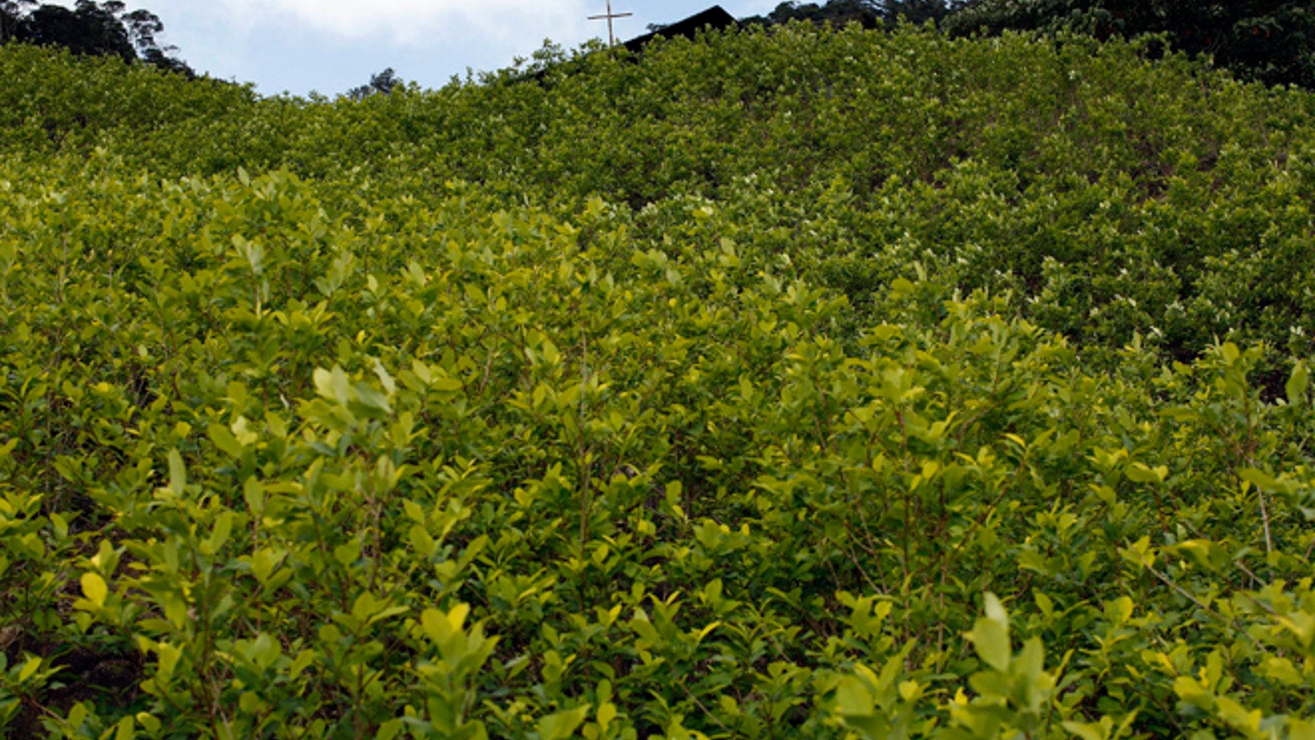 A look at coca paste production at small lab in mountains of Colombia ...