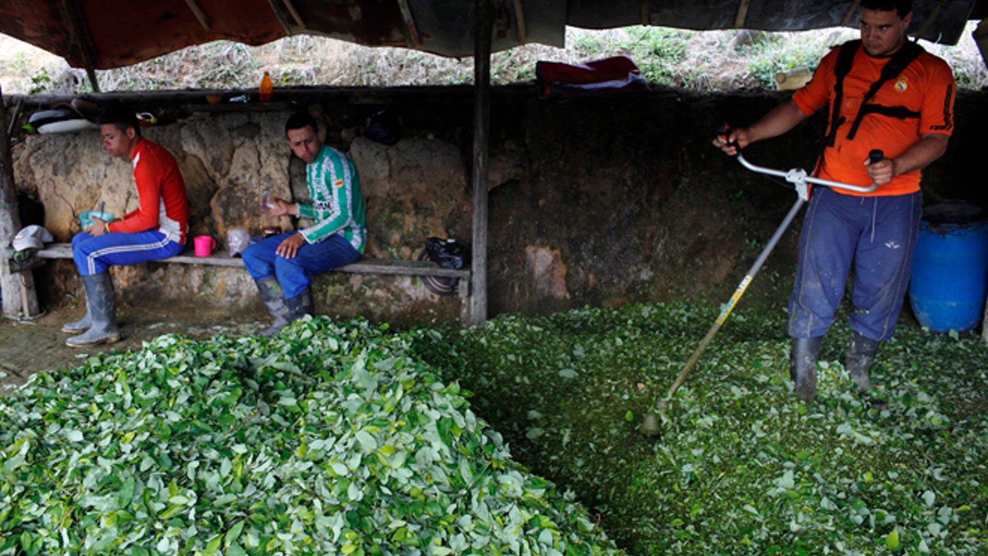 A look at coca paste production at small lab in mountains of Colombia ...
