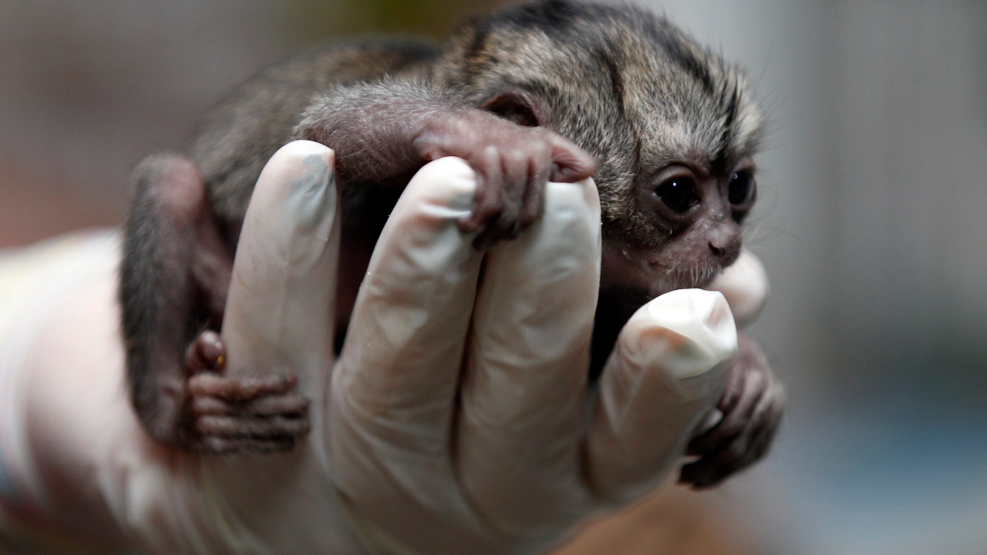 Colombia's Orphaned Monkey Finds a Mom | Fox News