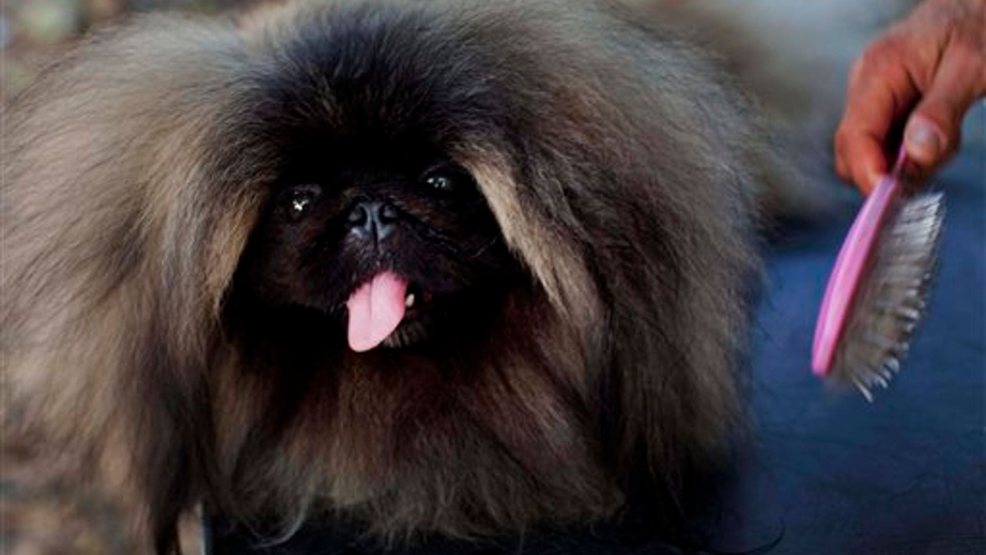 From Shih Tzus to Schnauzers, Dogs Meet in Cuba | Fox News