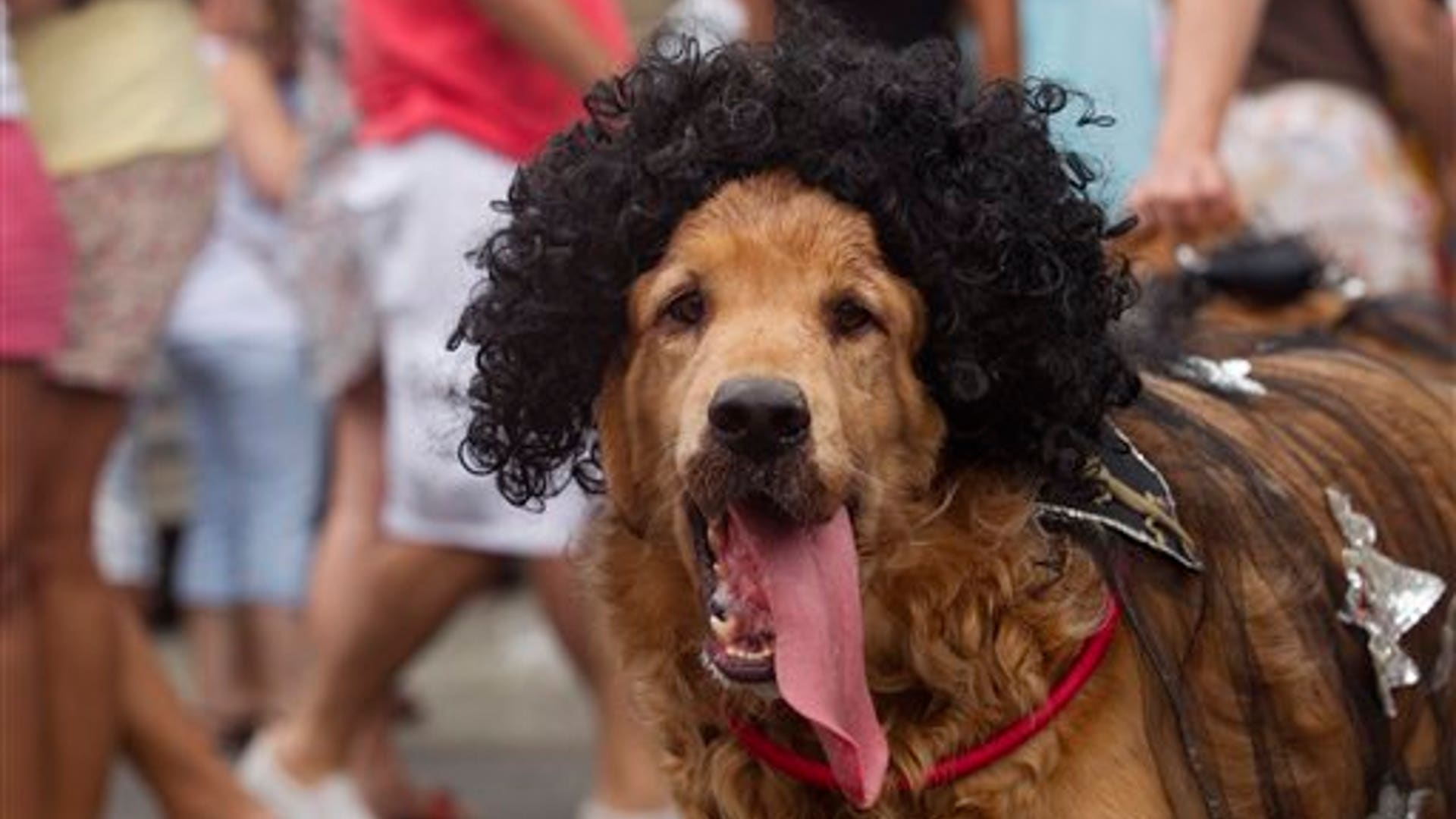 Brazil's Carnival is Going to the Dogs | Fox News