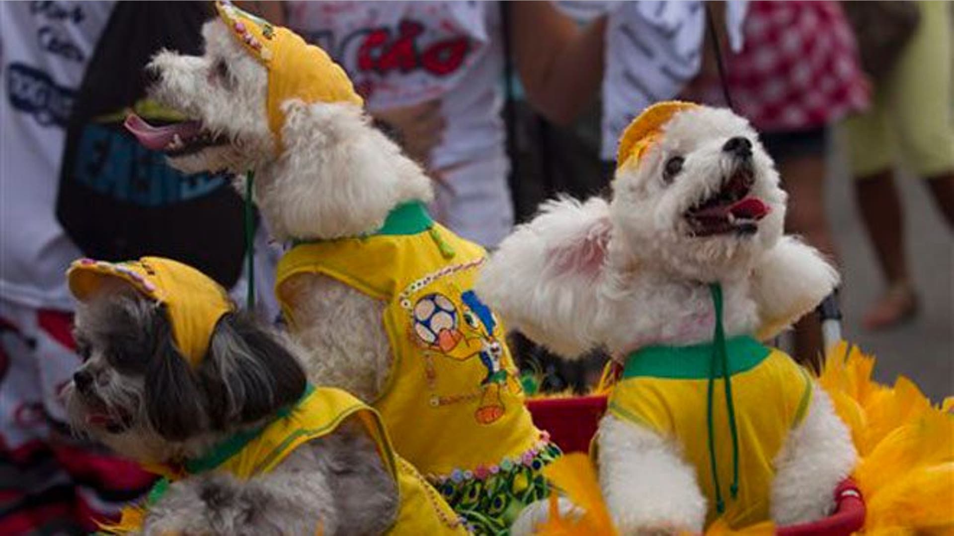 Brazil's Carnival is Going to the Dogs | Fox News
