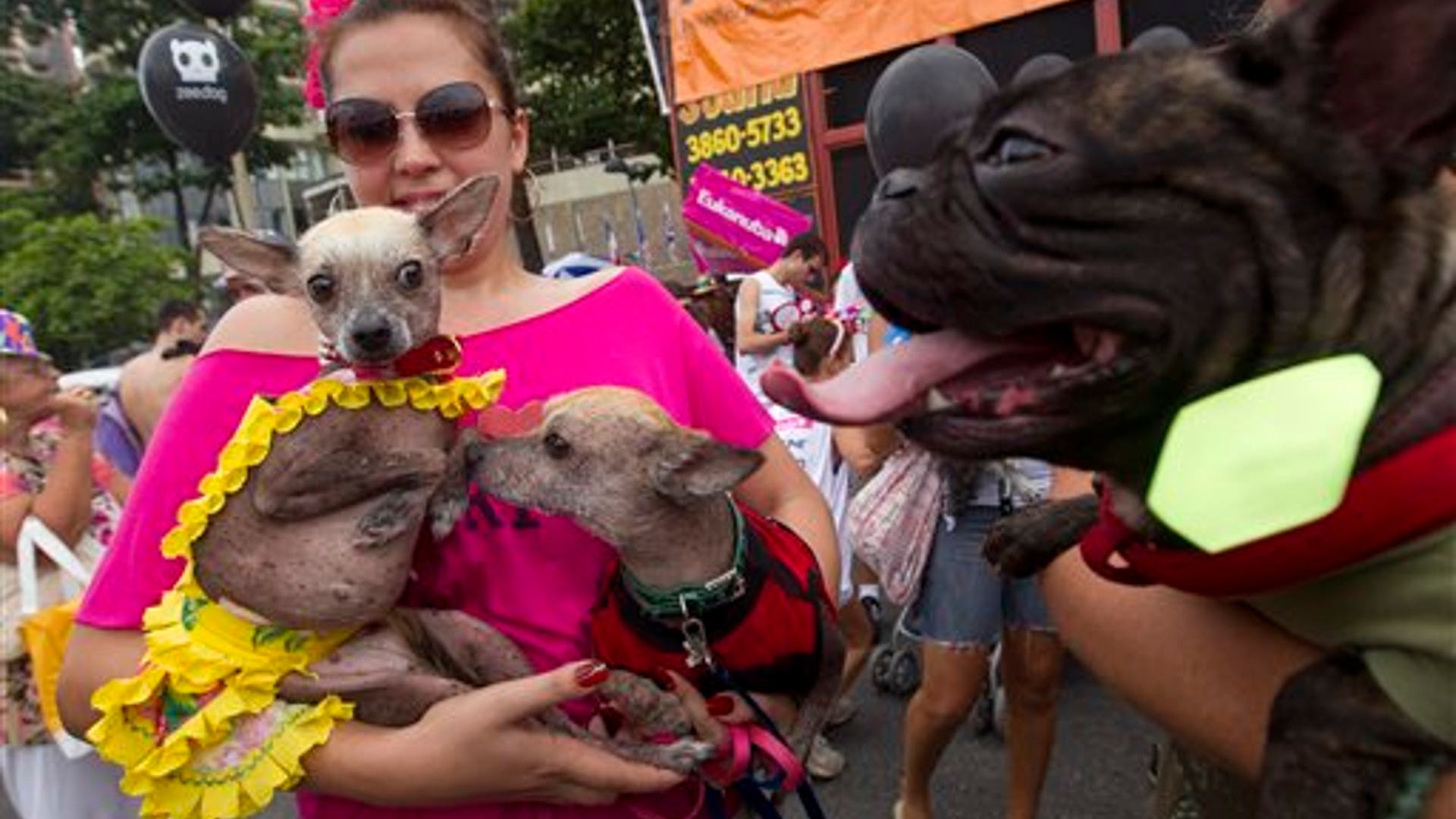 Brazil's Carnival is Going to the Dogs | Fox News