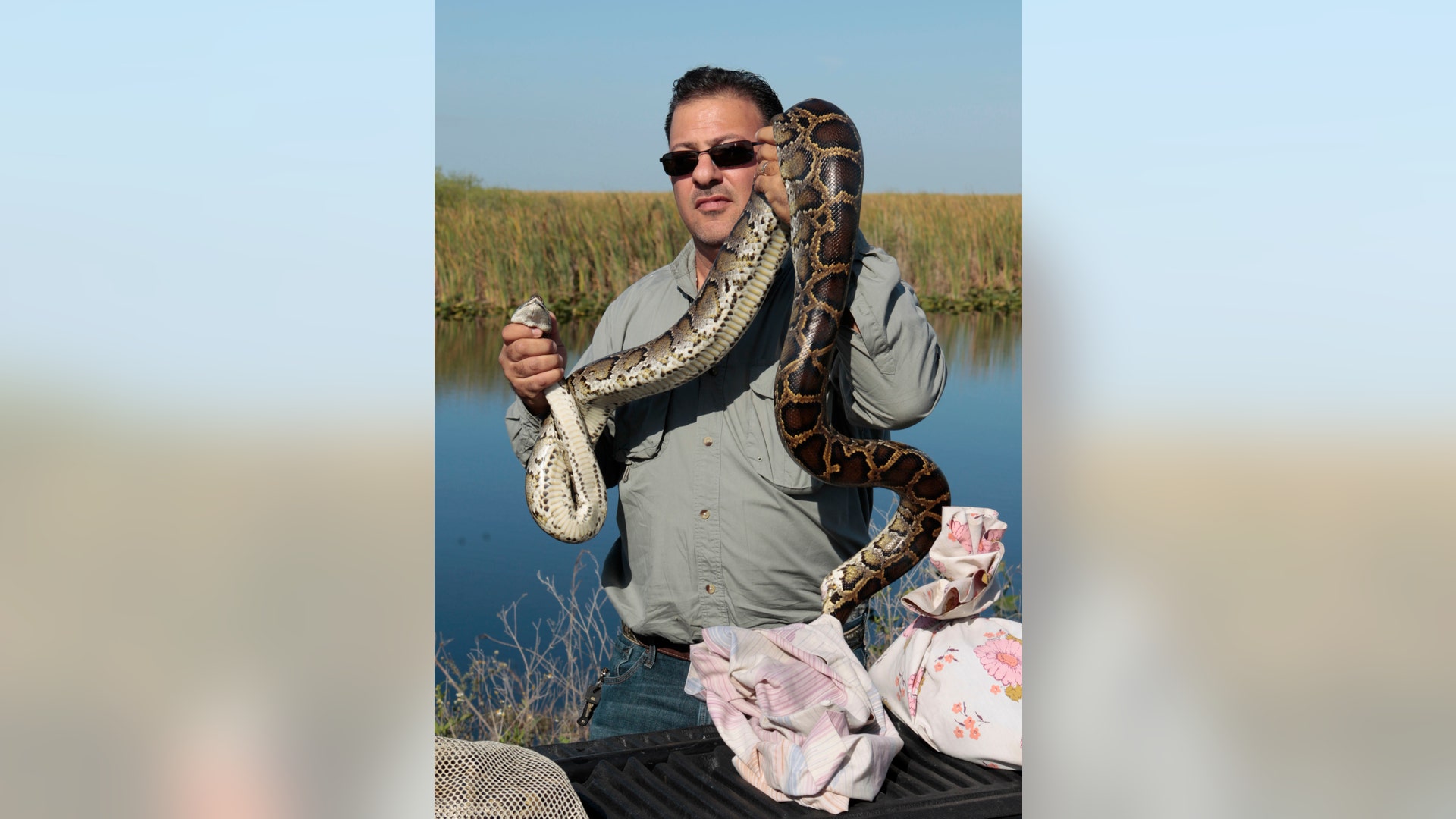 Burmese Pythons Rule Florida's Everglades | Fox News