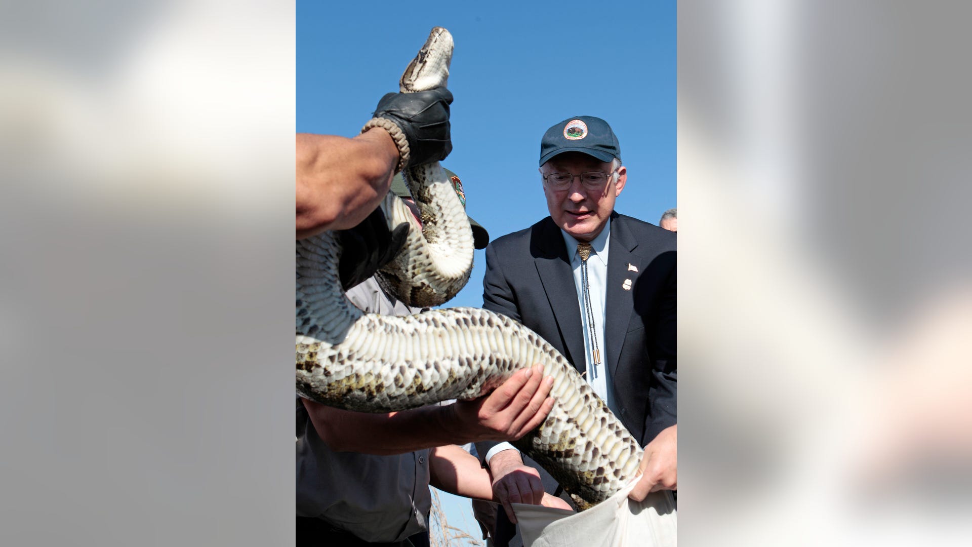 Burmese Pythons Rule Florida's Everglades | Fox News