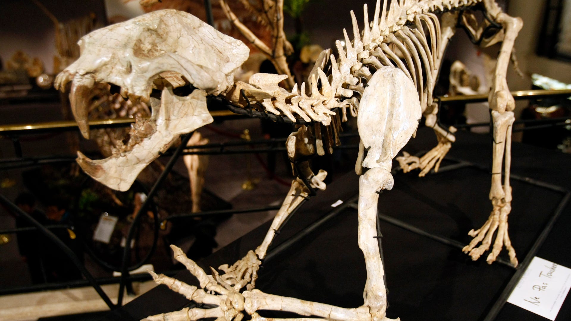 Dinosaur Fossils Auctioned Off | Fox News