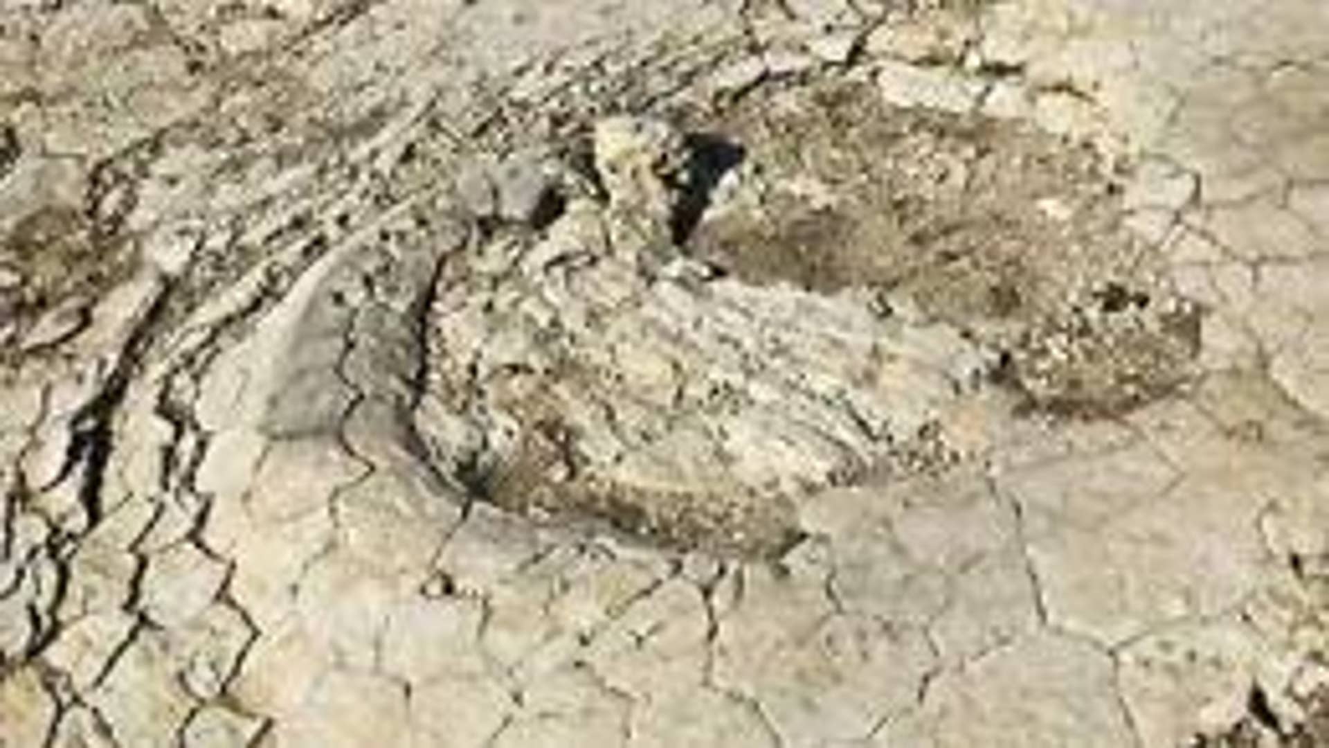 The Footsteps of Dinosaurs | Fox News