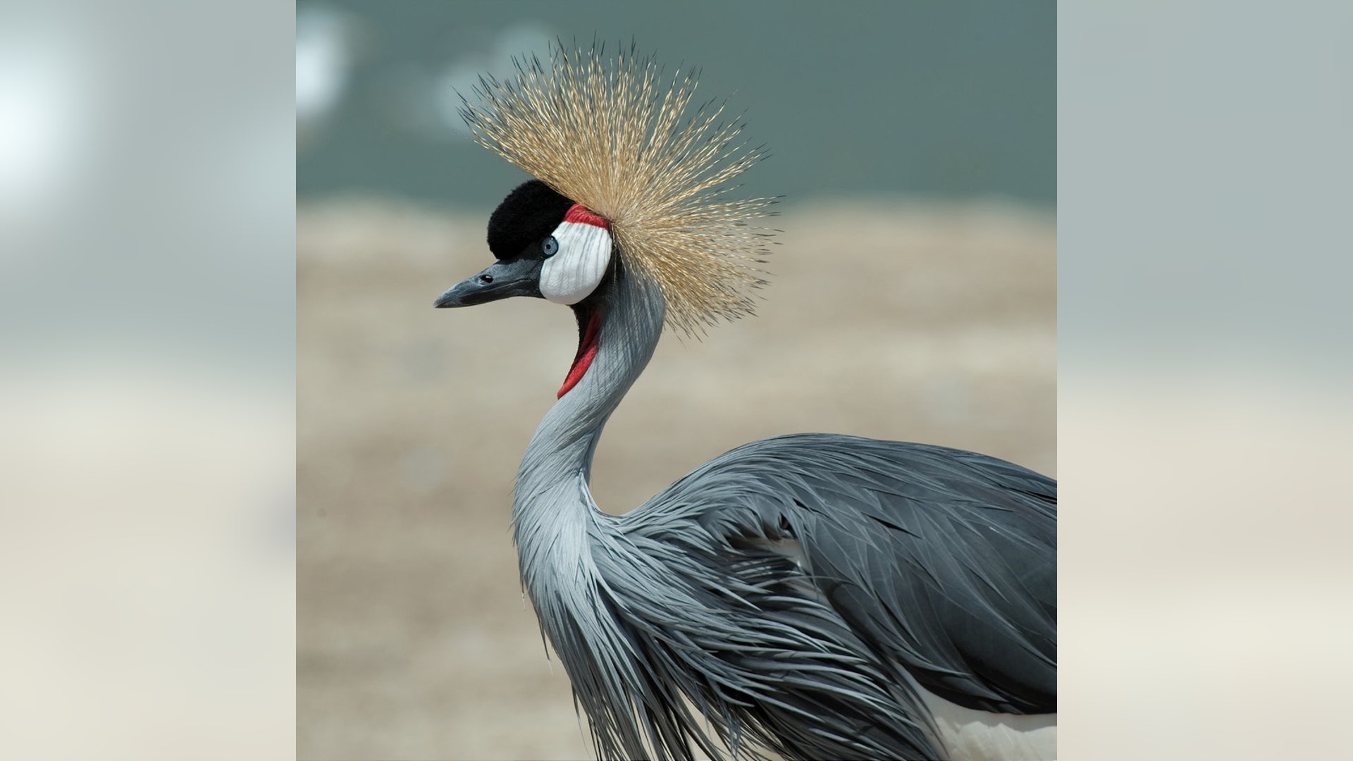 24 of the world's most beautiful creatures | Fox News