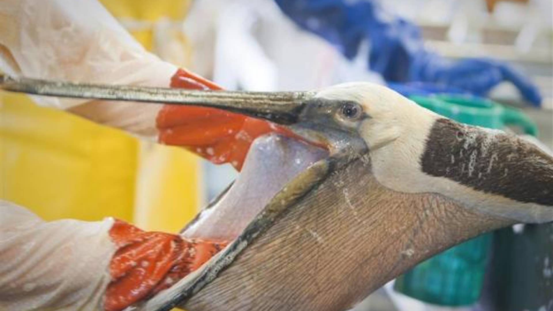 100 Days of Oil: Animal Victims of the Gulf Disaster | Fox News